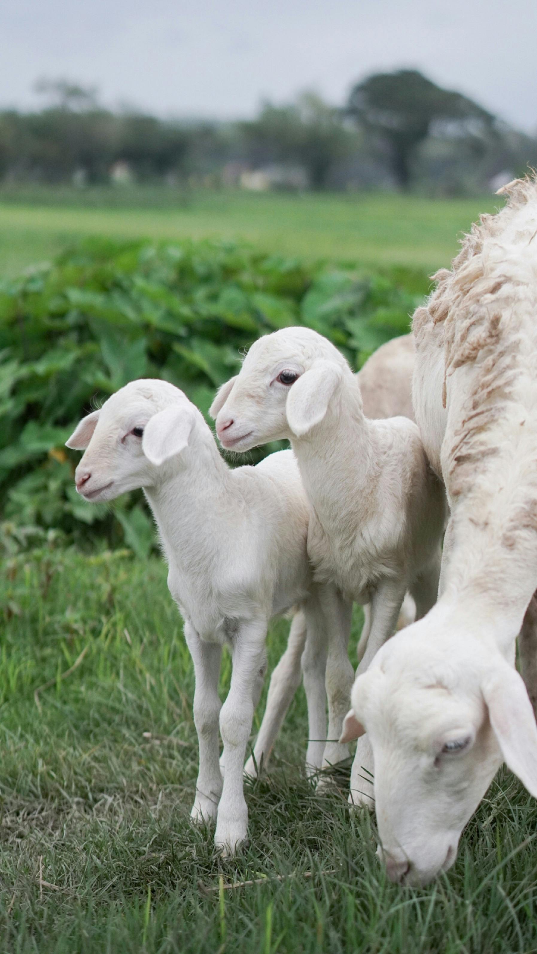 Indonesia Sheep Photos, Download The BEST Free Indonesia Sheep Stock ...