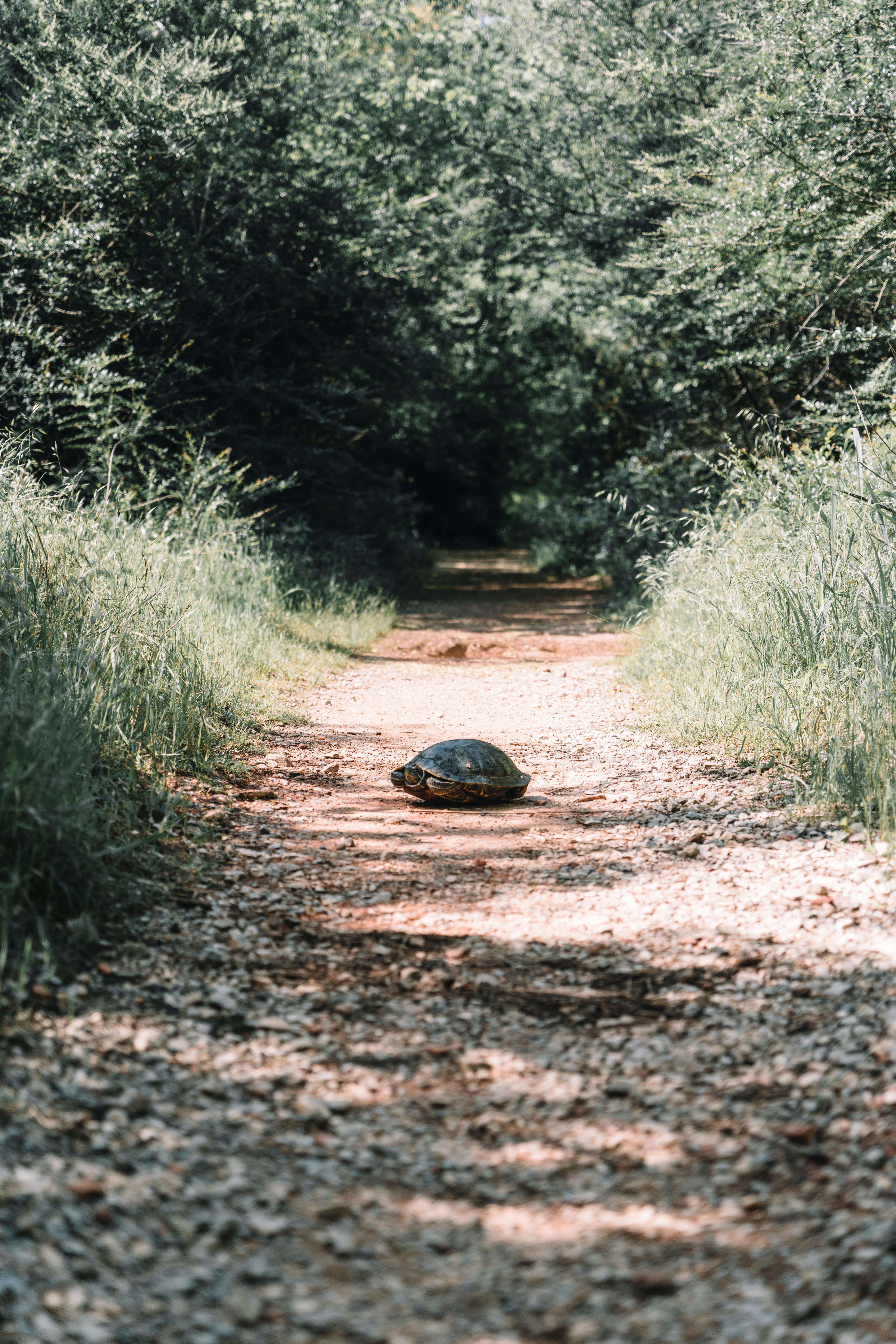 Pathway in the Forest · Free Stock Photo