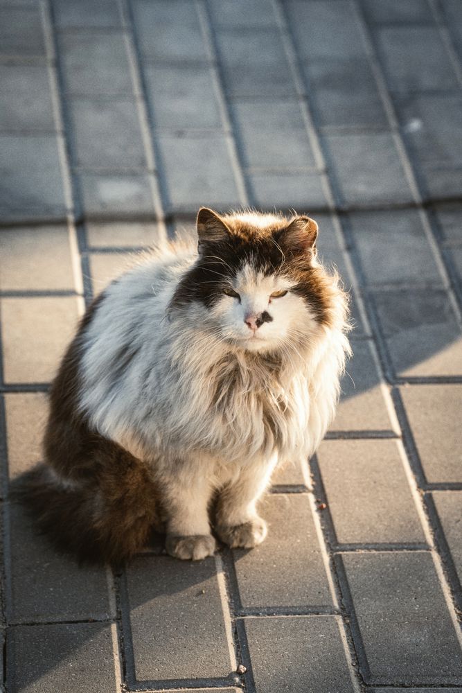 Cat Wallpaper Photos, Download The BEST Free Cat Wallpaper Stock Photos ...