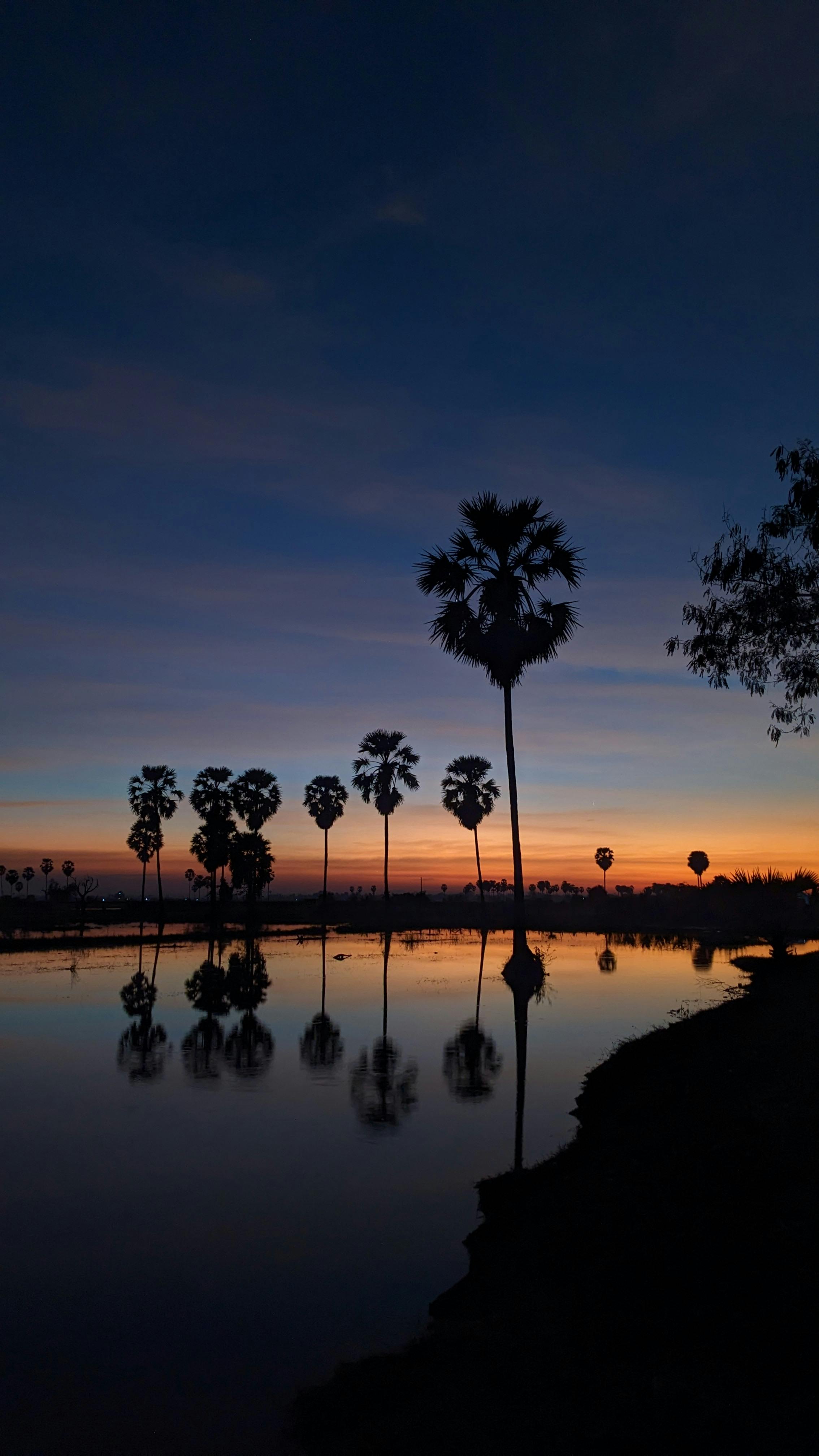 Palm Trees Reflection in Water at Sunset · Free Stock Photo