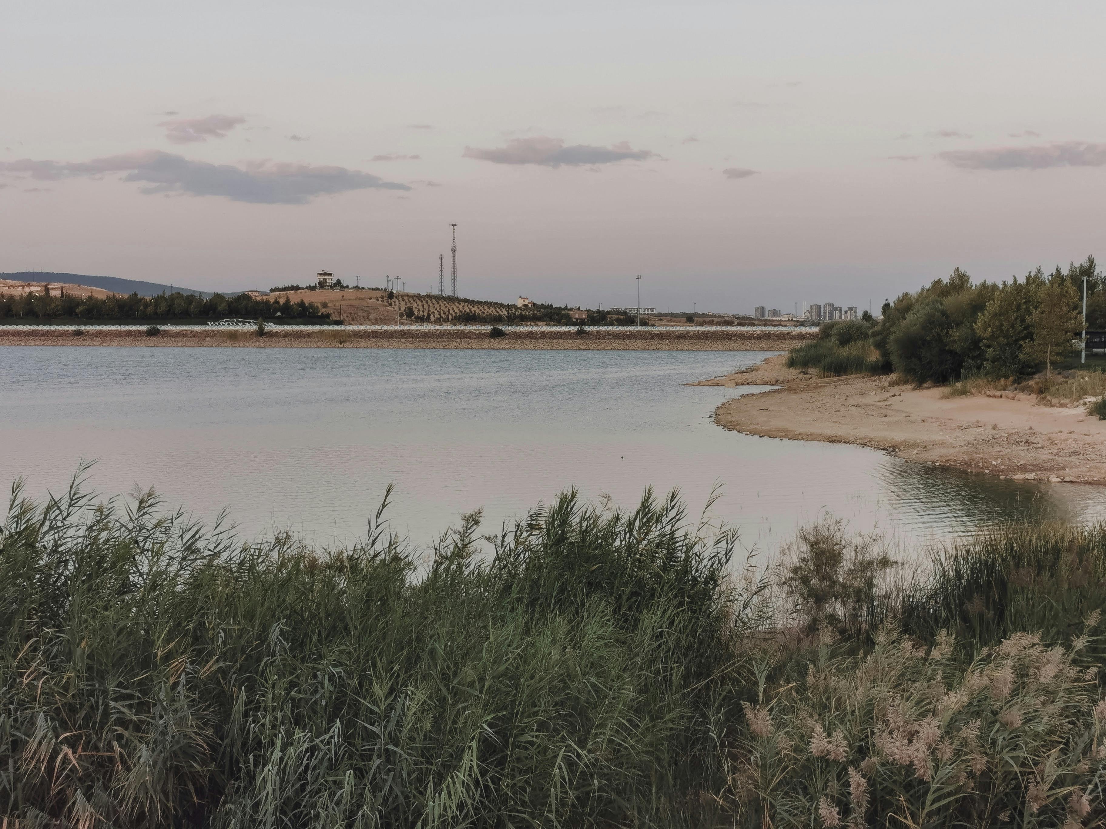 Tolerant Plants Photos, Download The BEST Free Tolerant Plants Stock ...