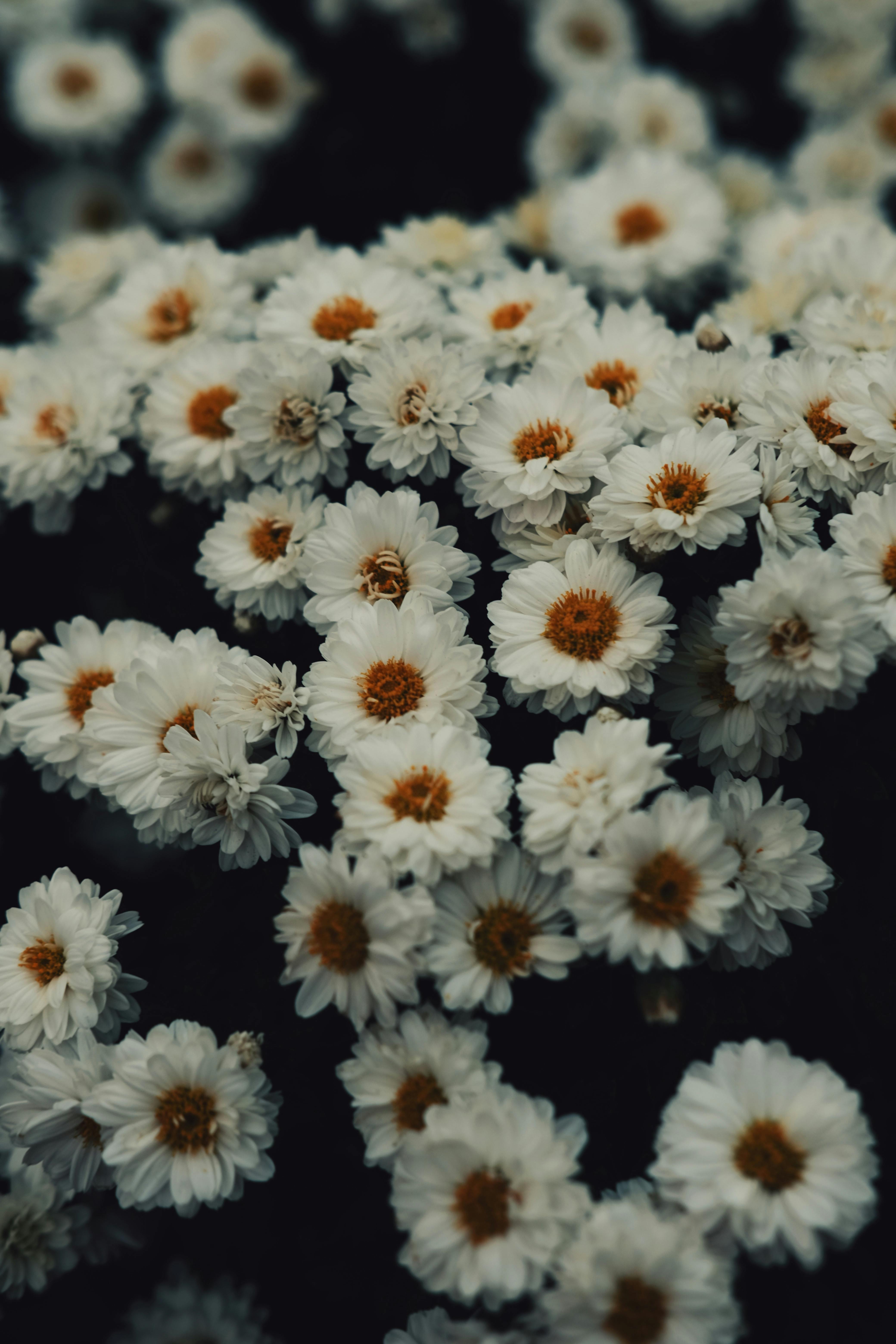 Flower Portal Photos, Download The BEST Free Flower Portal Stock Photos ...