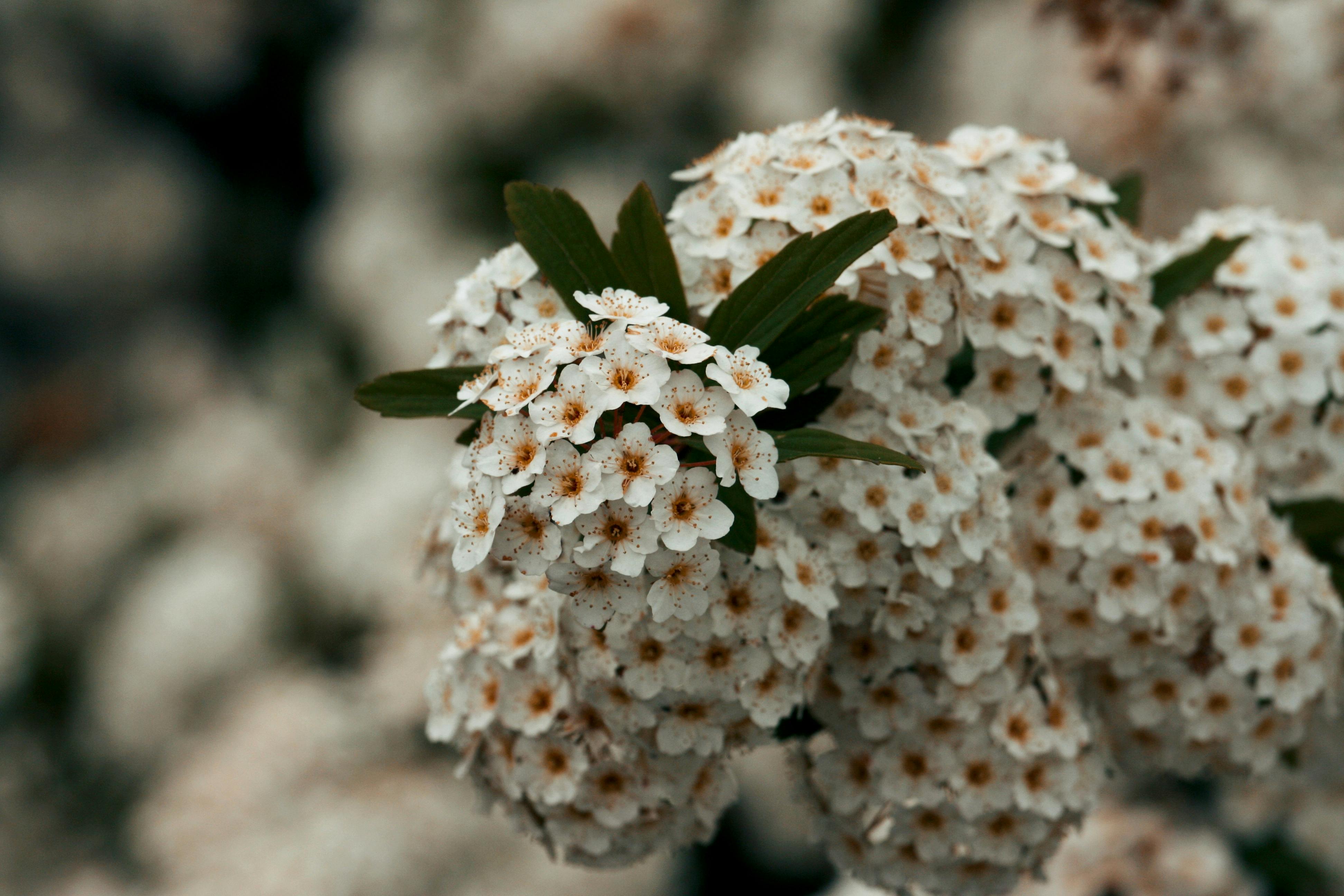 Flower Portal Photos, Download The BEST Free Flower Portal Stock Photos ...