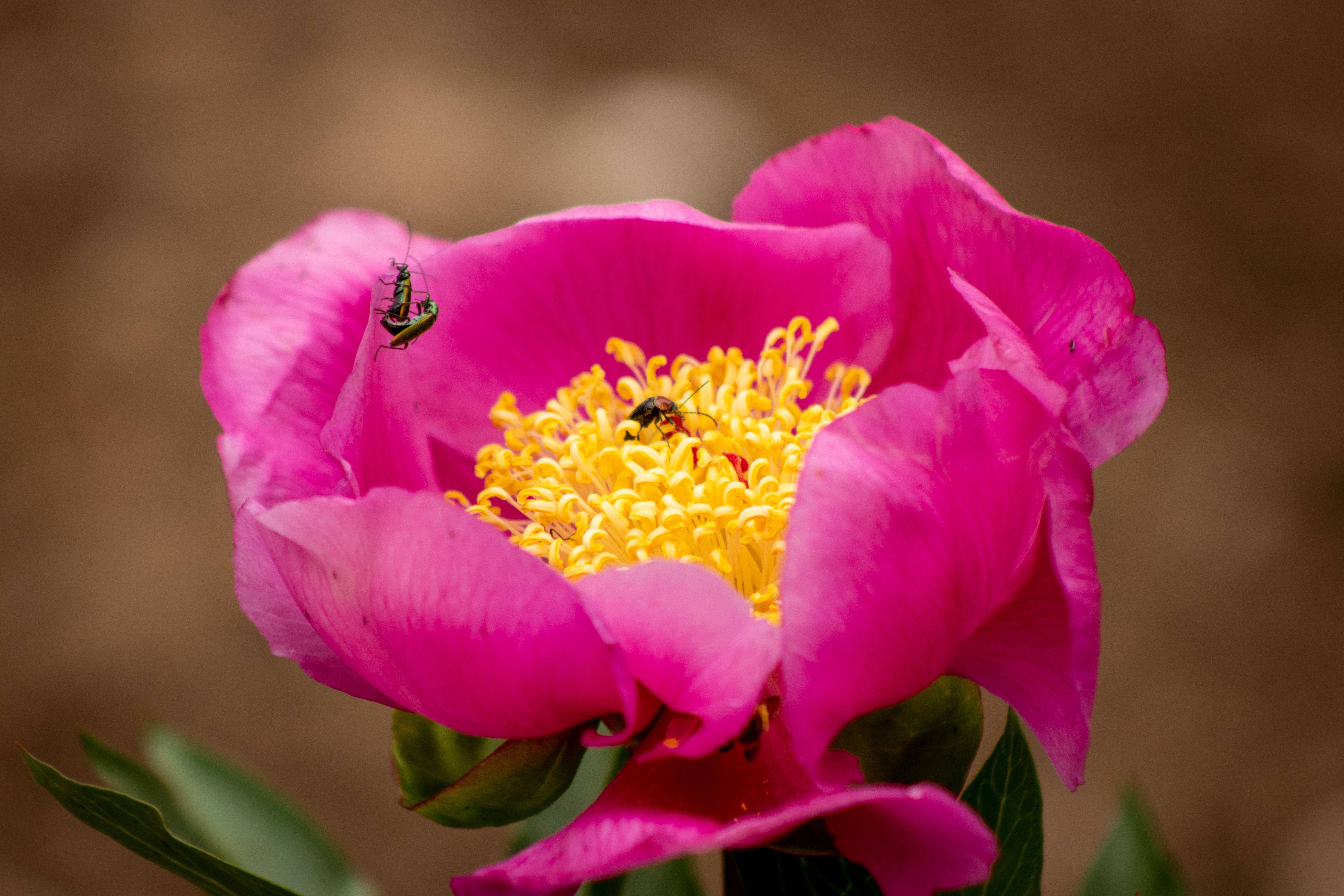 Bee on a Peony Flower · Free Stock Photo