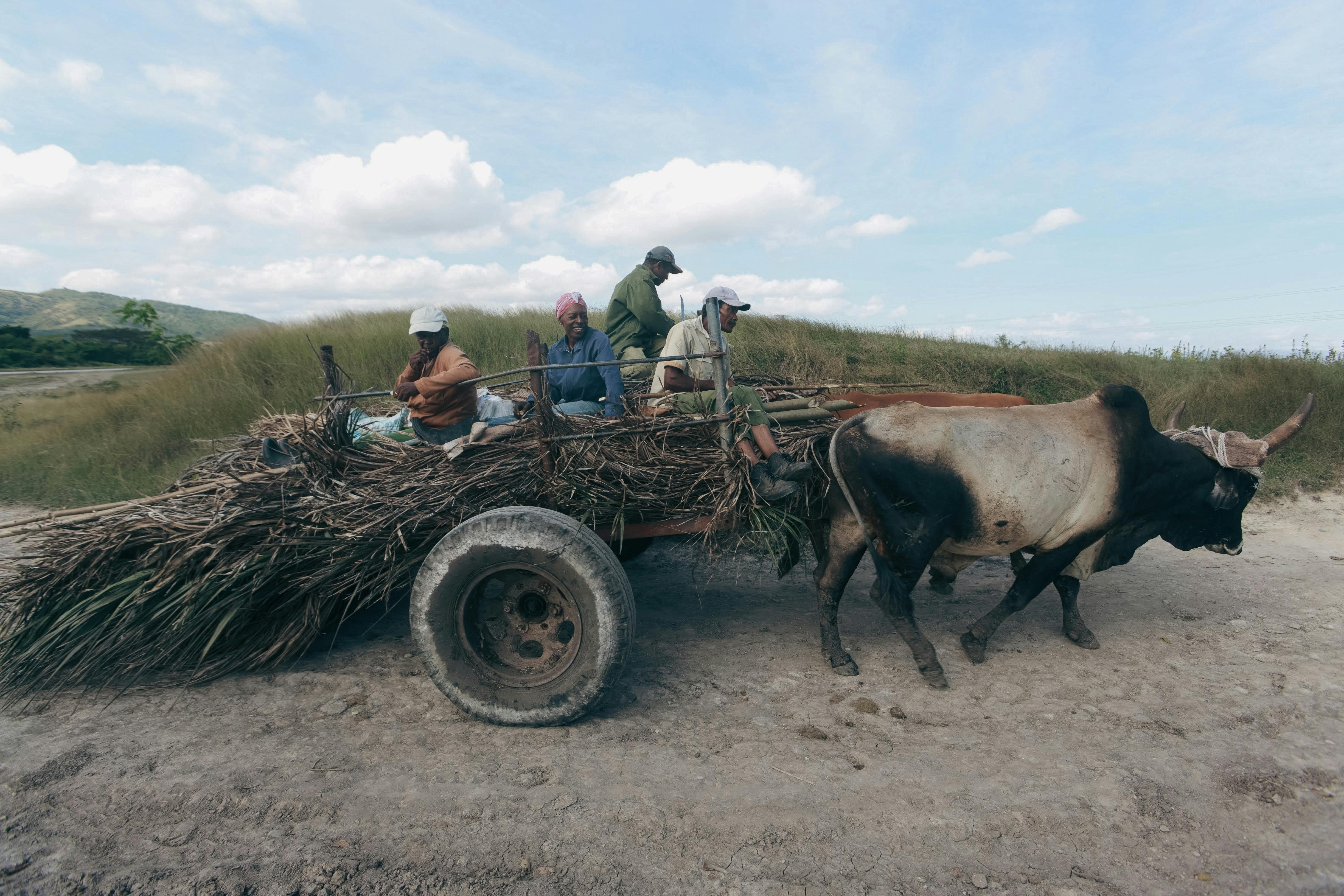 Farmer with Oxes on Field · Free Stock Photo