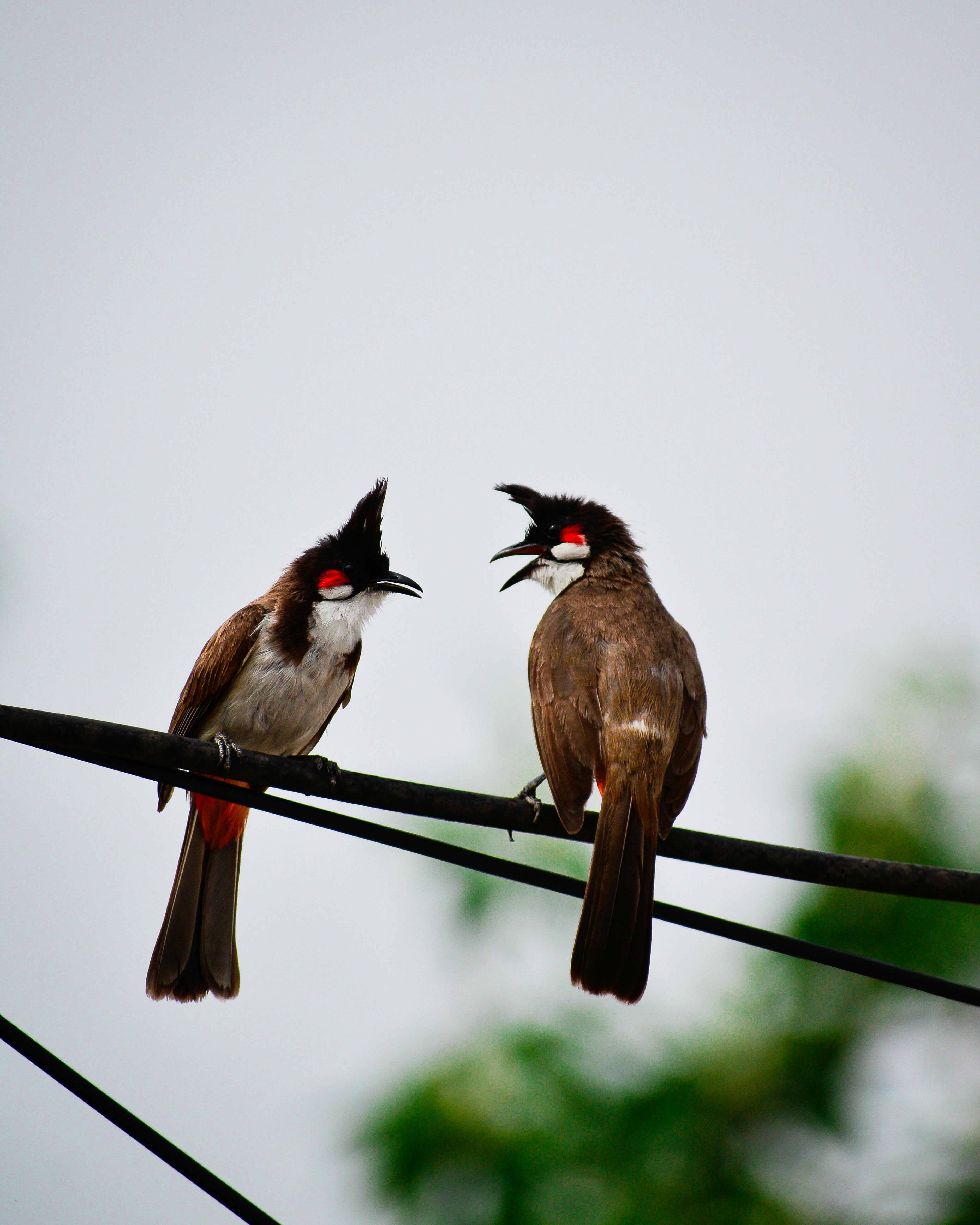 Lost Birds Photos, Download The BEST Free Lost Birds Stock Photos & HD ...