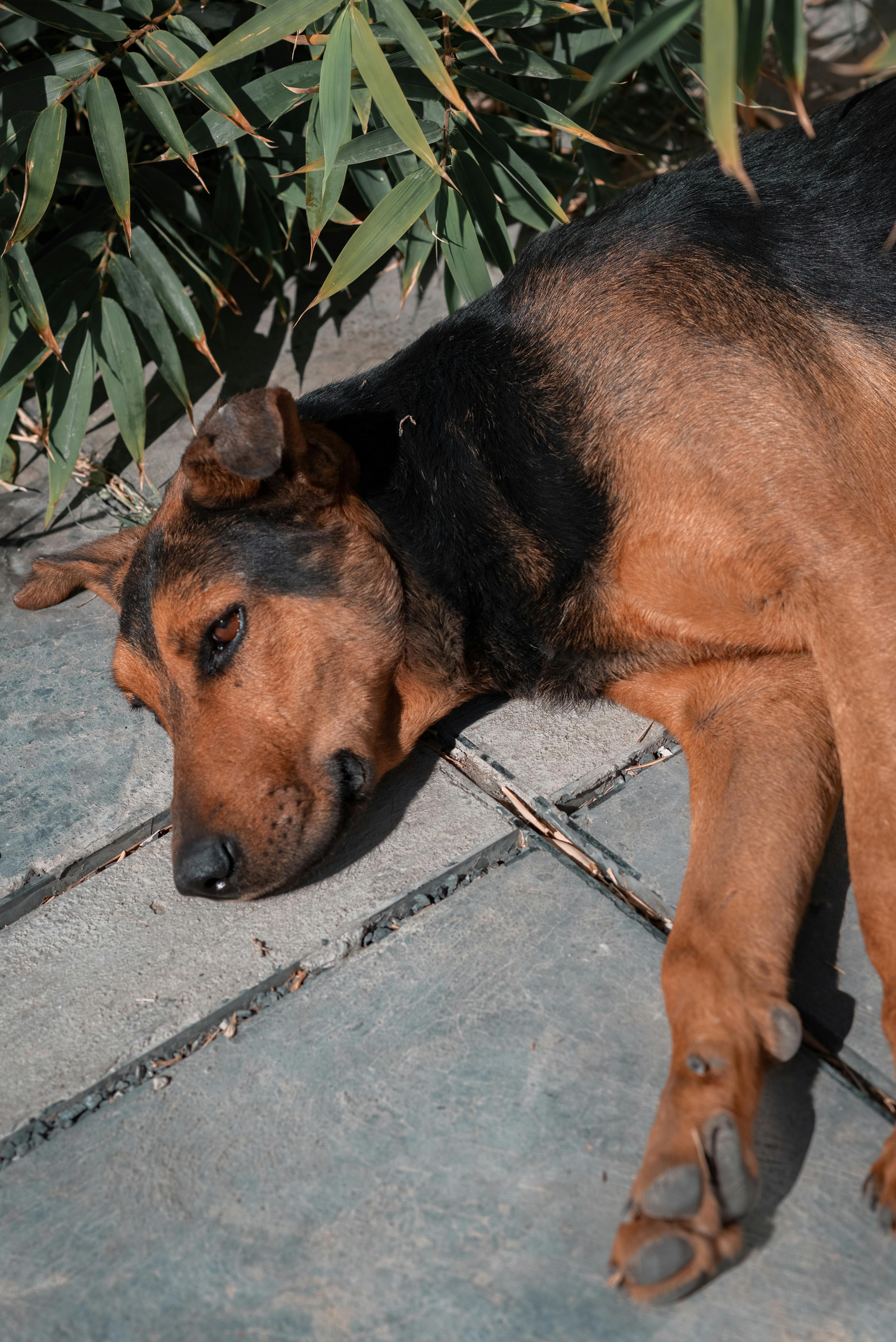 Uno Dog Filler Photos, Download The BEST Free Uno Dog Filler Stock ...