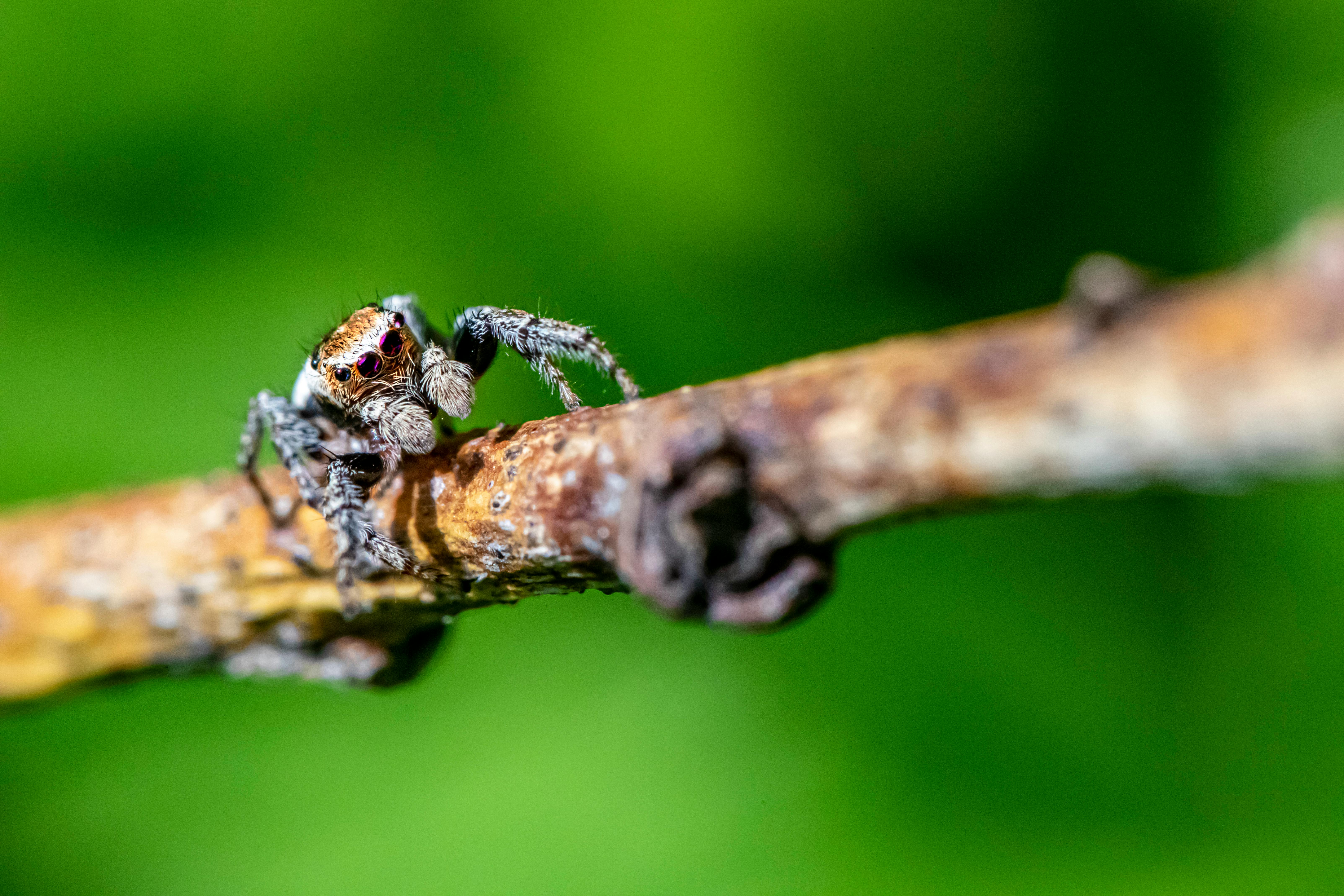 Small Spider on Branch · Free Stock Photo