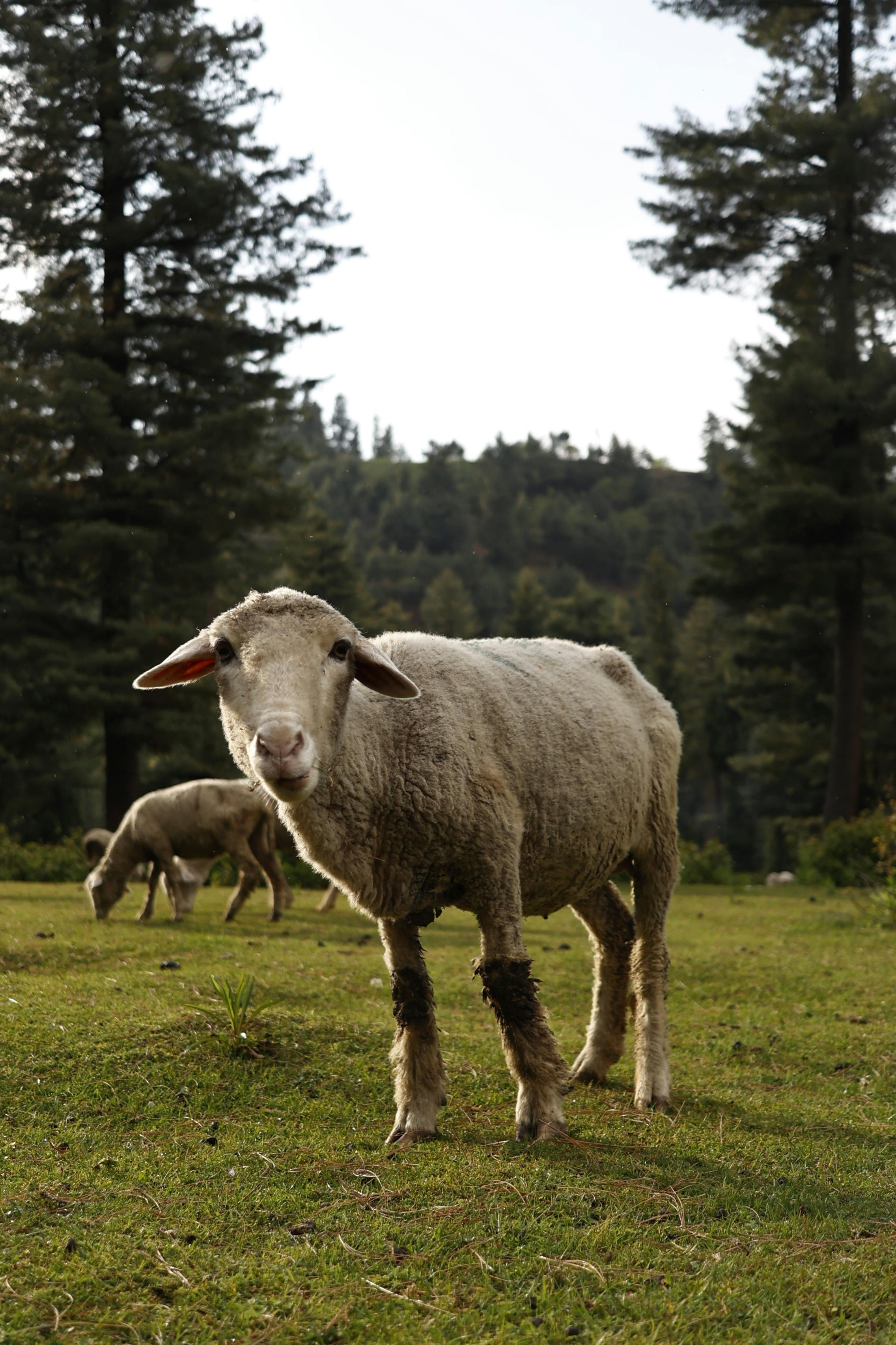 Herd of Sheep · Free Stock Photo