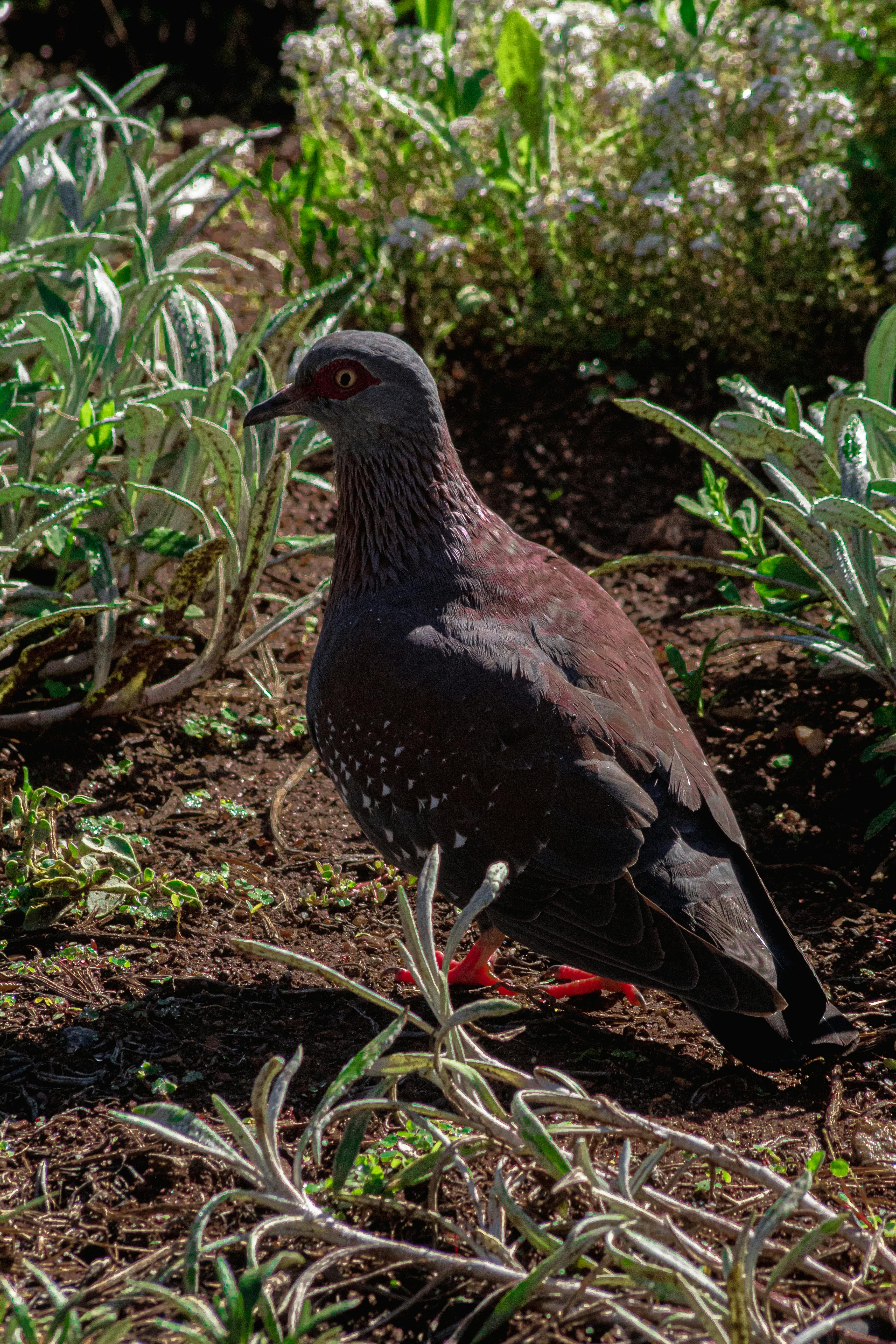 A Pigeon Standing on the Ground · Free Stock Photo