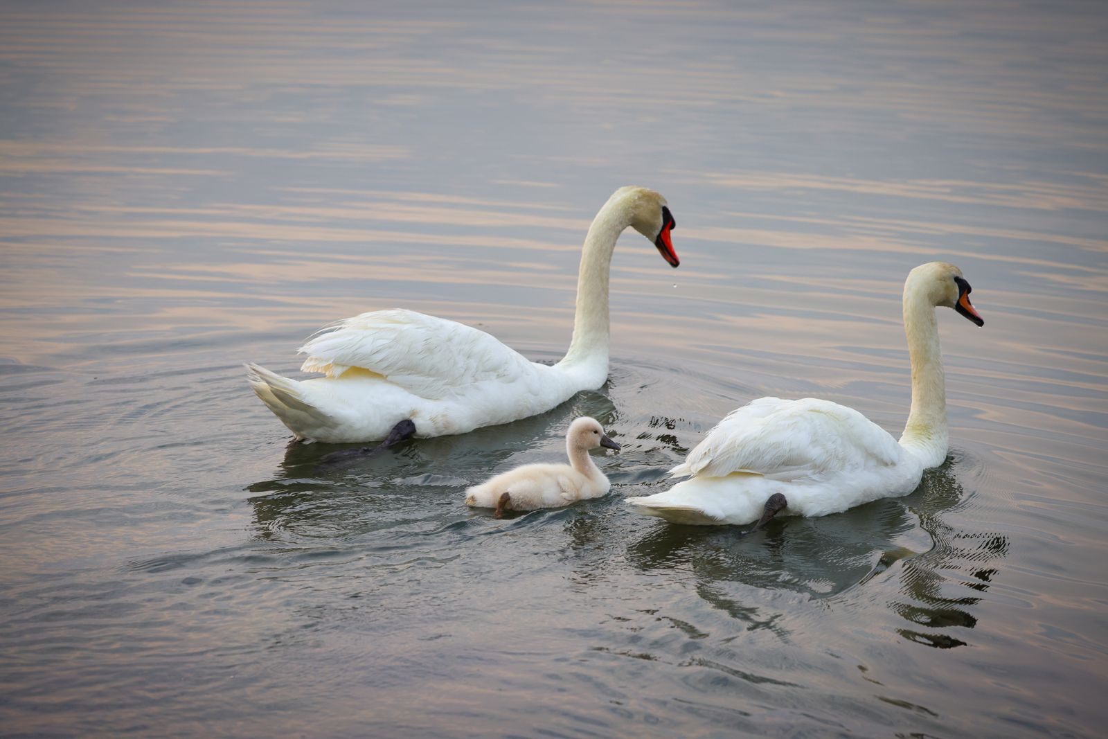 Swans Wallpaper Photos, Download The BEST Free Swans Wallpaper Stock ...