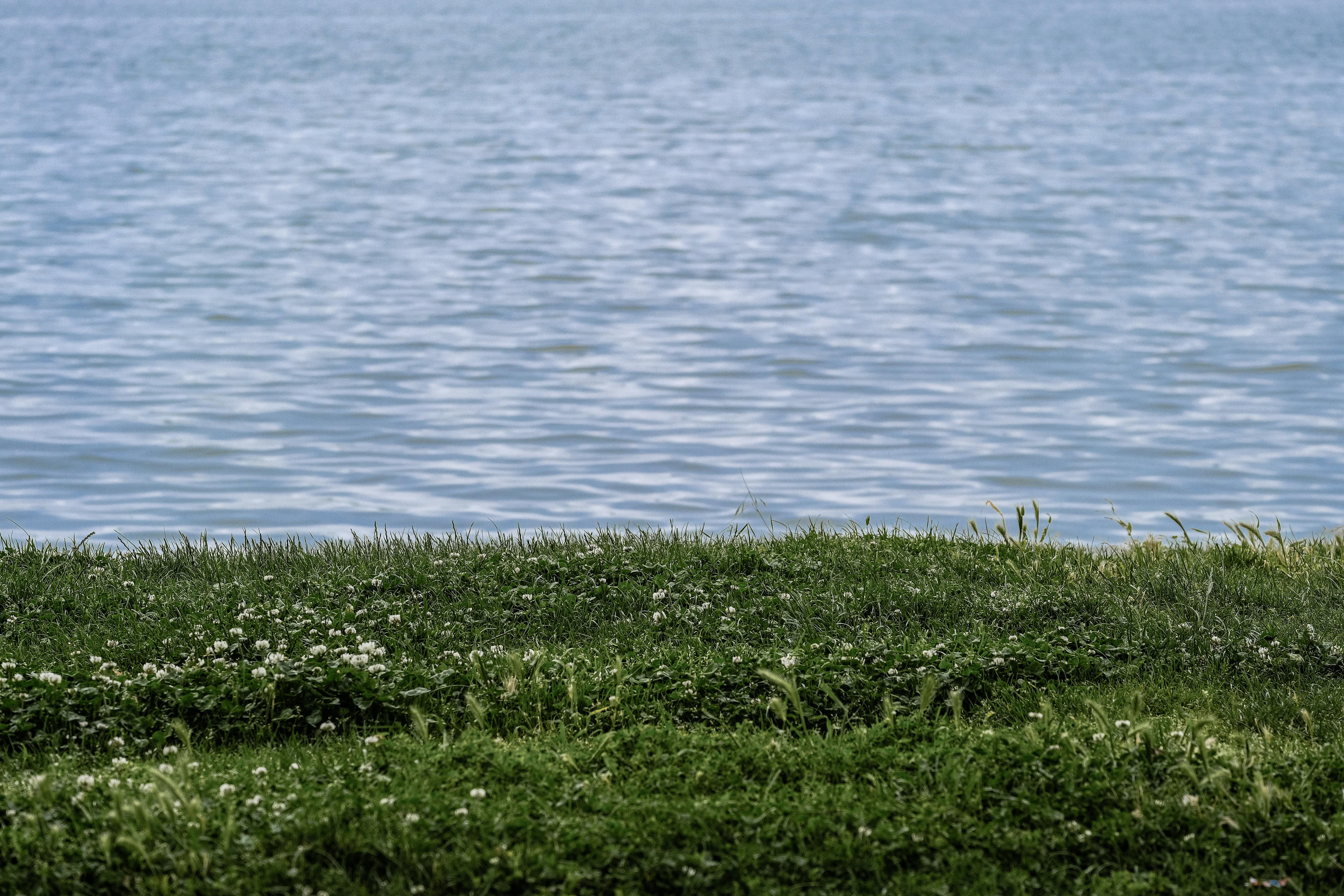 Flowers on Grass near River · Free Stock Photo