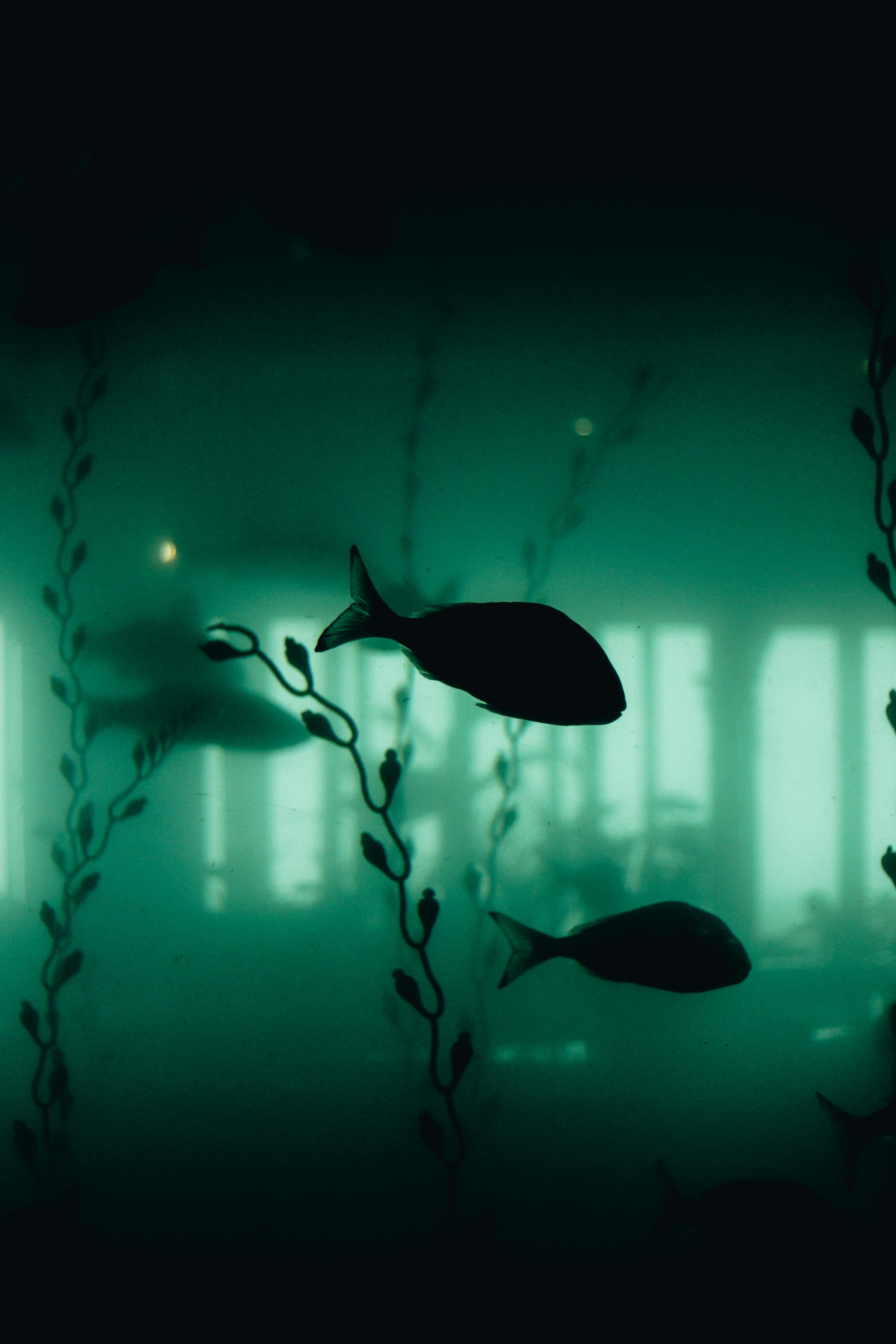 Dark Photo of Fish in an Aquarium · Free Stock Photo