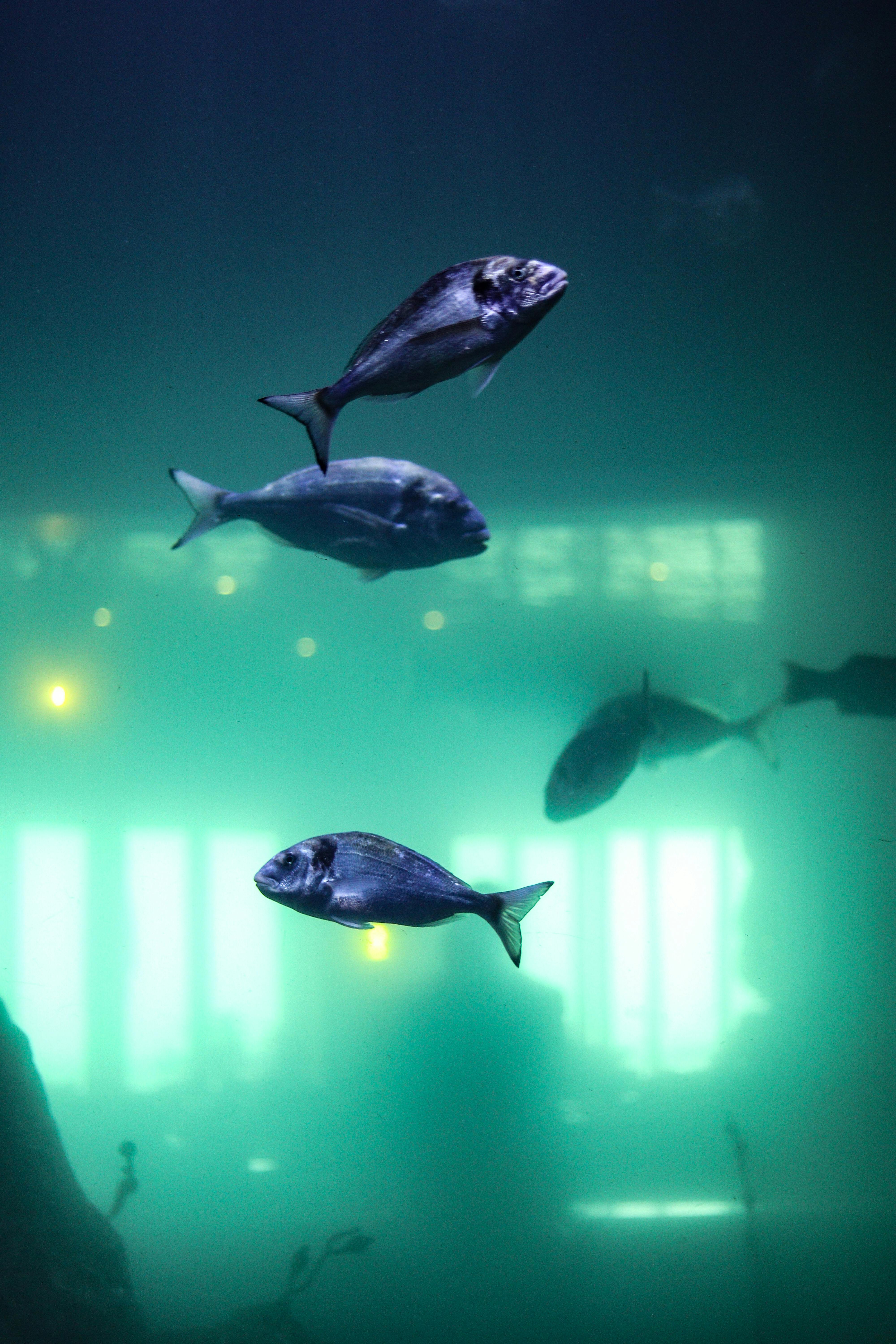 Fish Swimming Underwater · Free Stock Photo