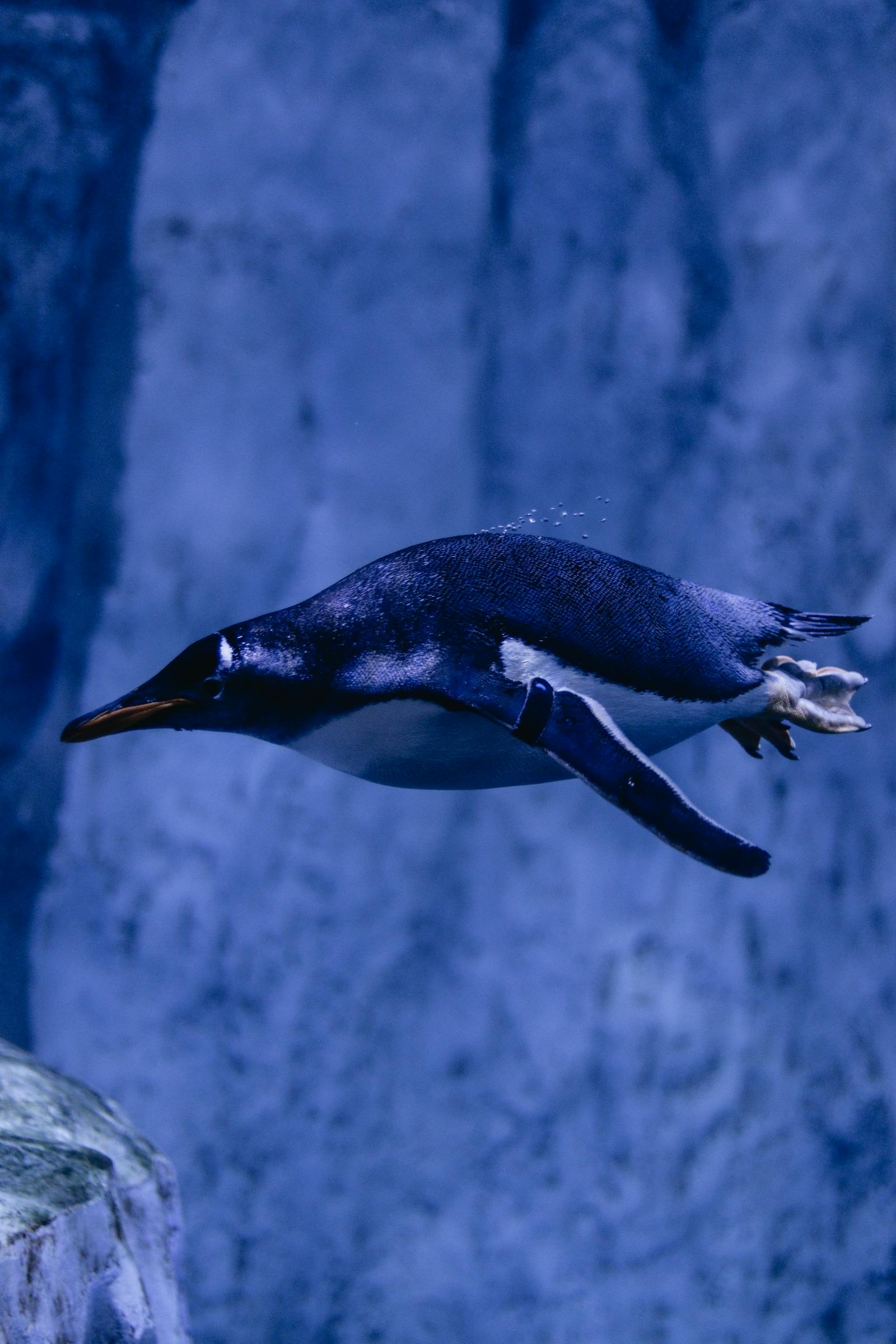 Penguins Swimming Photos, Download The BEST Free Penguins Swimming ...