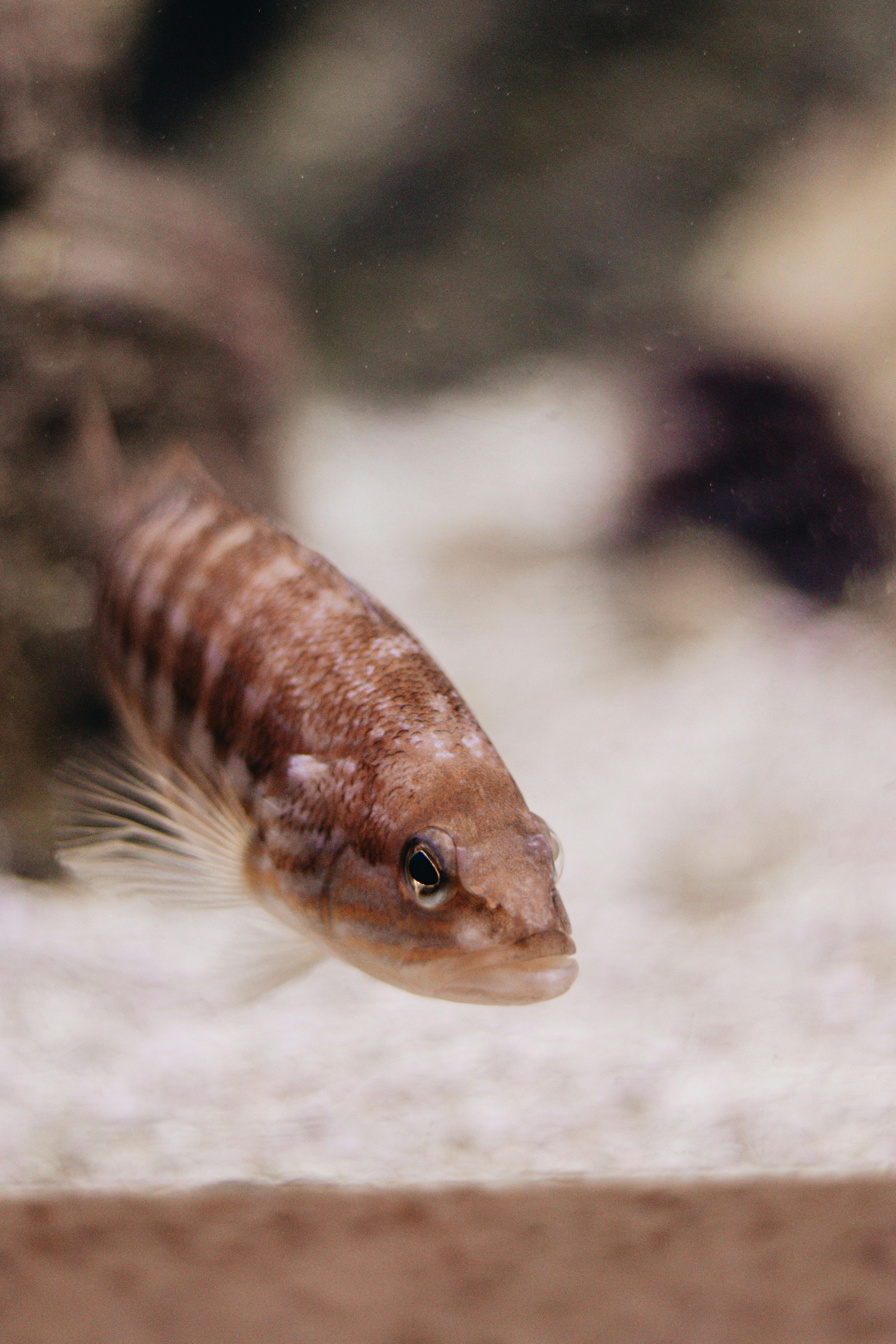 Close-up of a Comber Fish in a Tank · Free Stock Photo