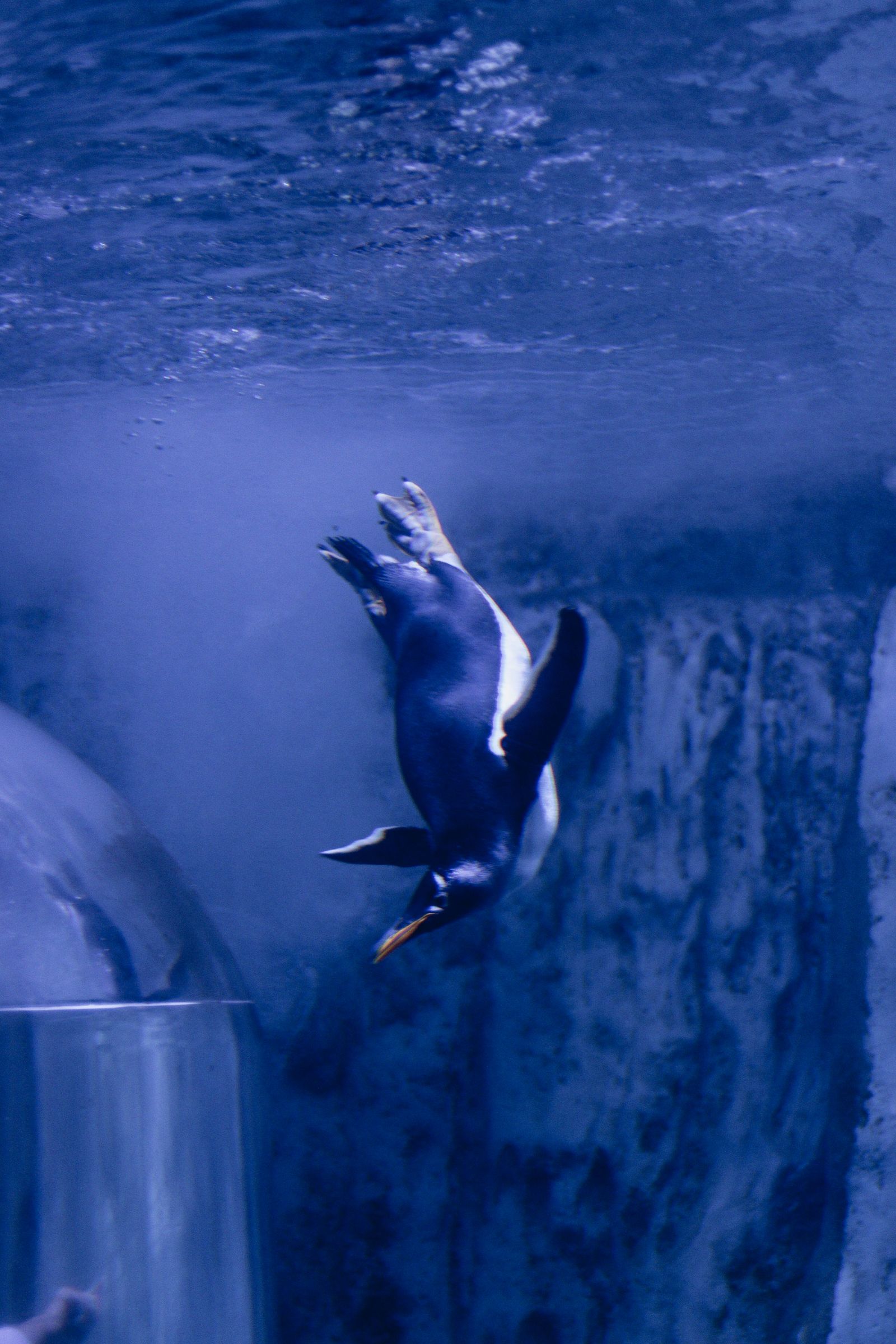 Desktop Wallpaper Penguin Photos, Download The BEST Free Desktop ...