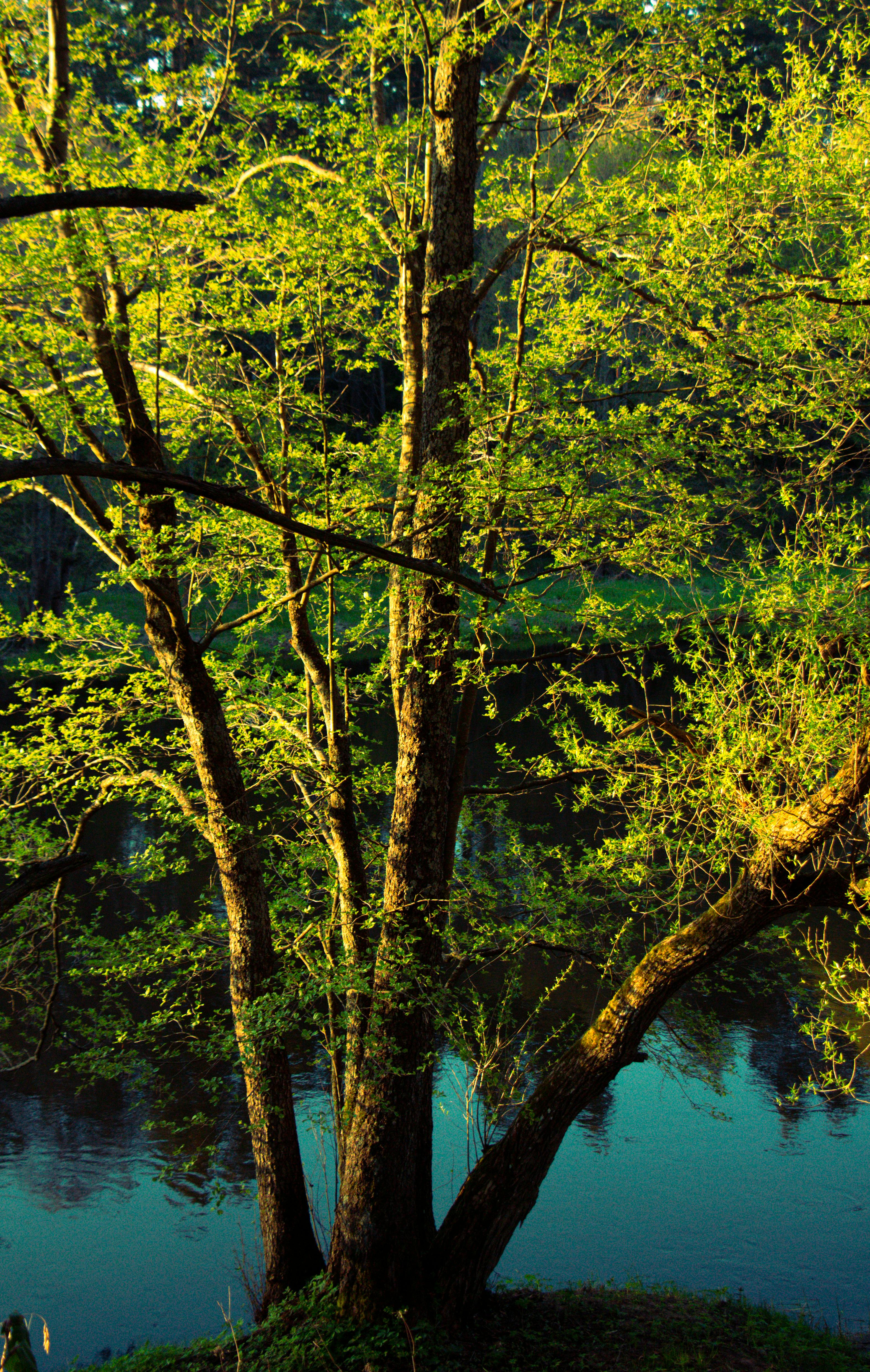Scenic Photo of a Tree Growing by the Water · Free Stock Photo