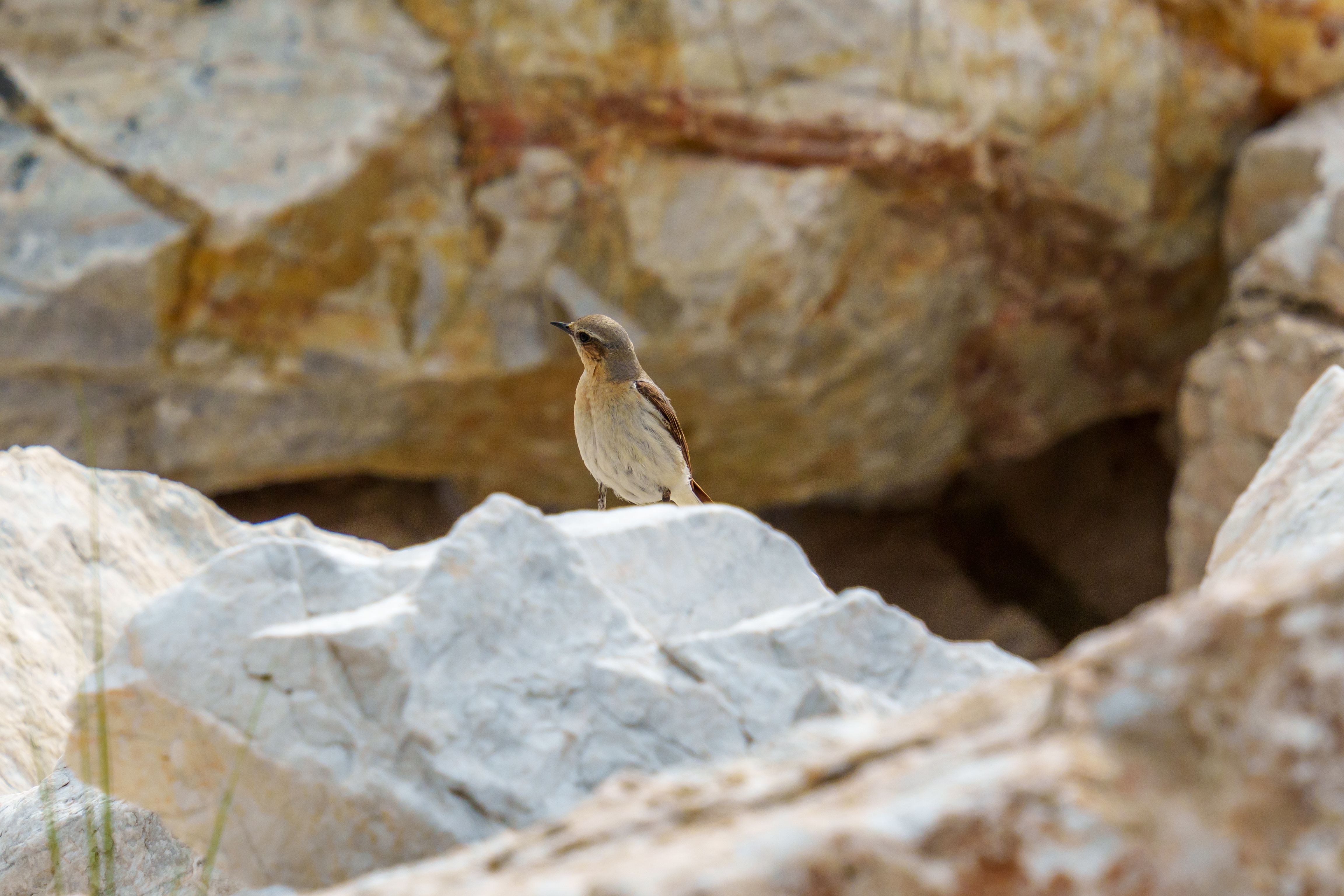 Small thrush-like bird with distinctive black-and-white tail pattern ...