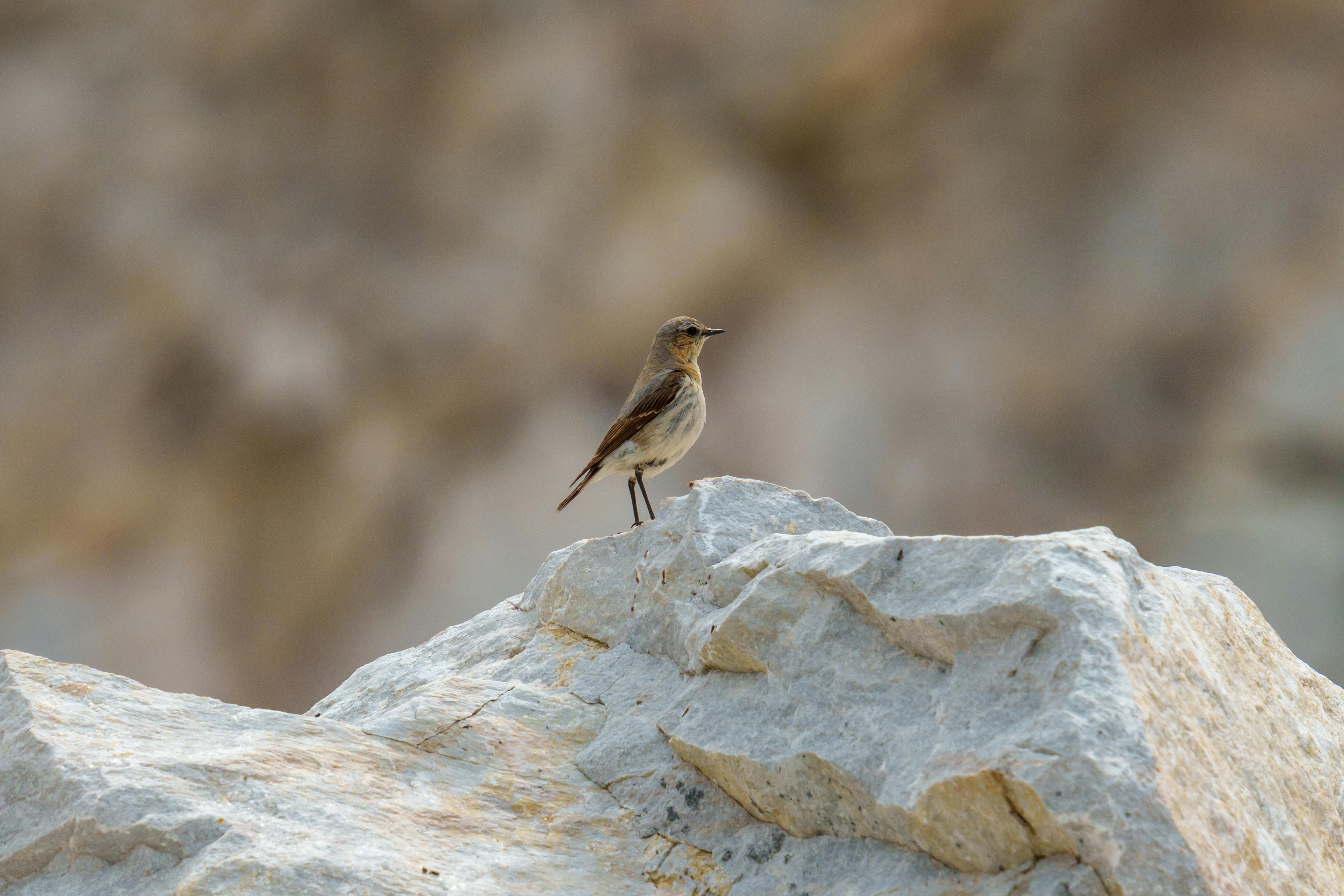 Jollibee Bahrain Photos, Download The BEST Free Jollibee Bahrain Stock ...