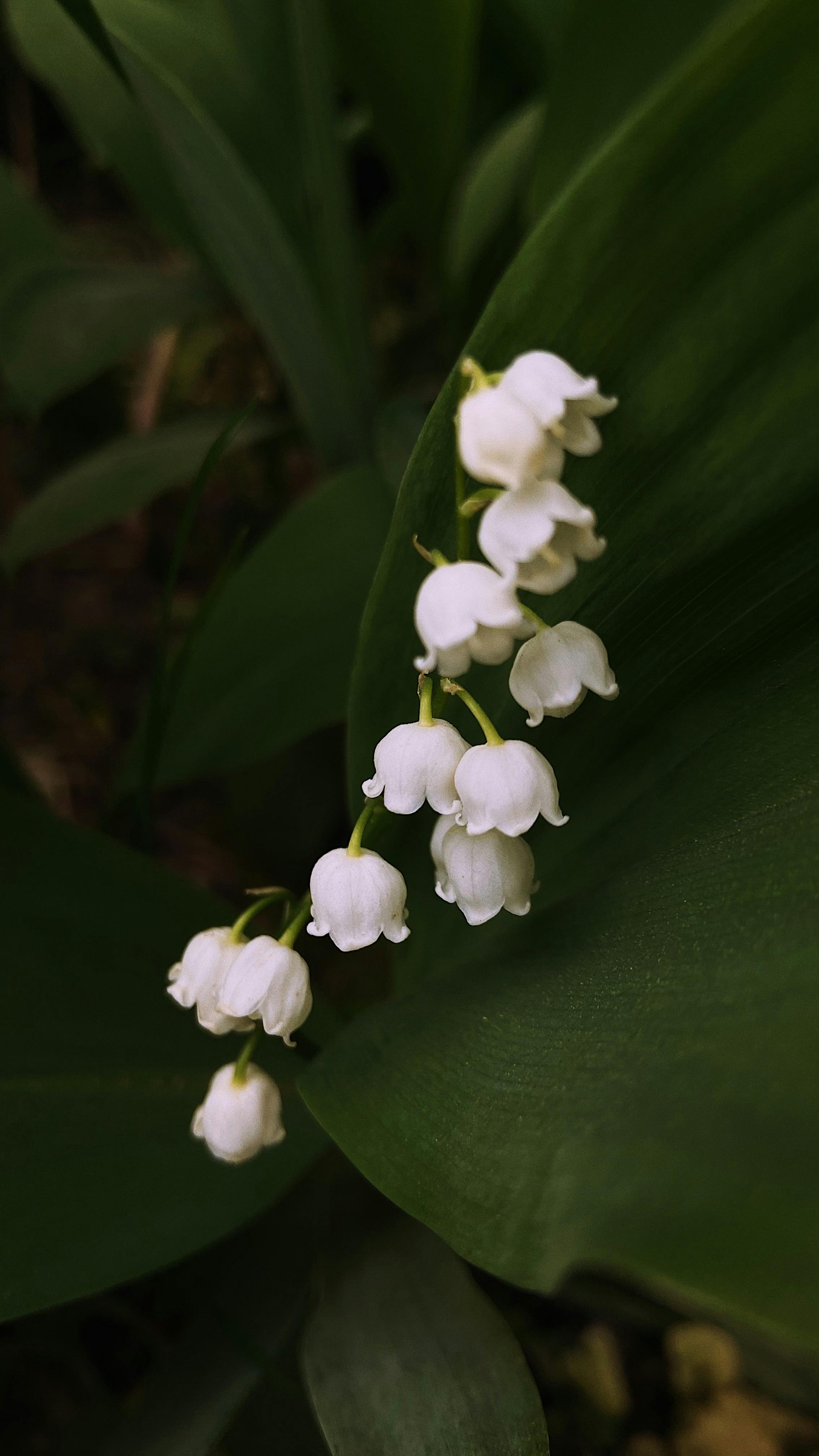Close-up of Lily of The Valley · Free Stock Photo