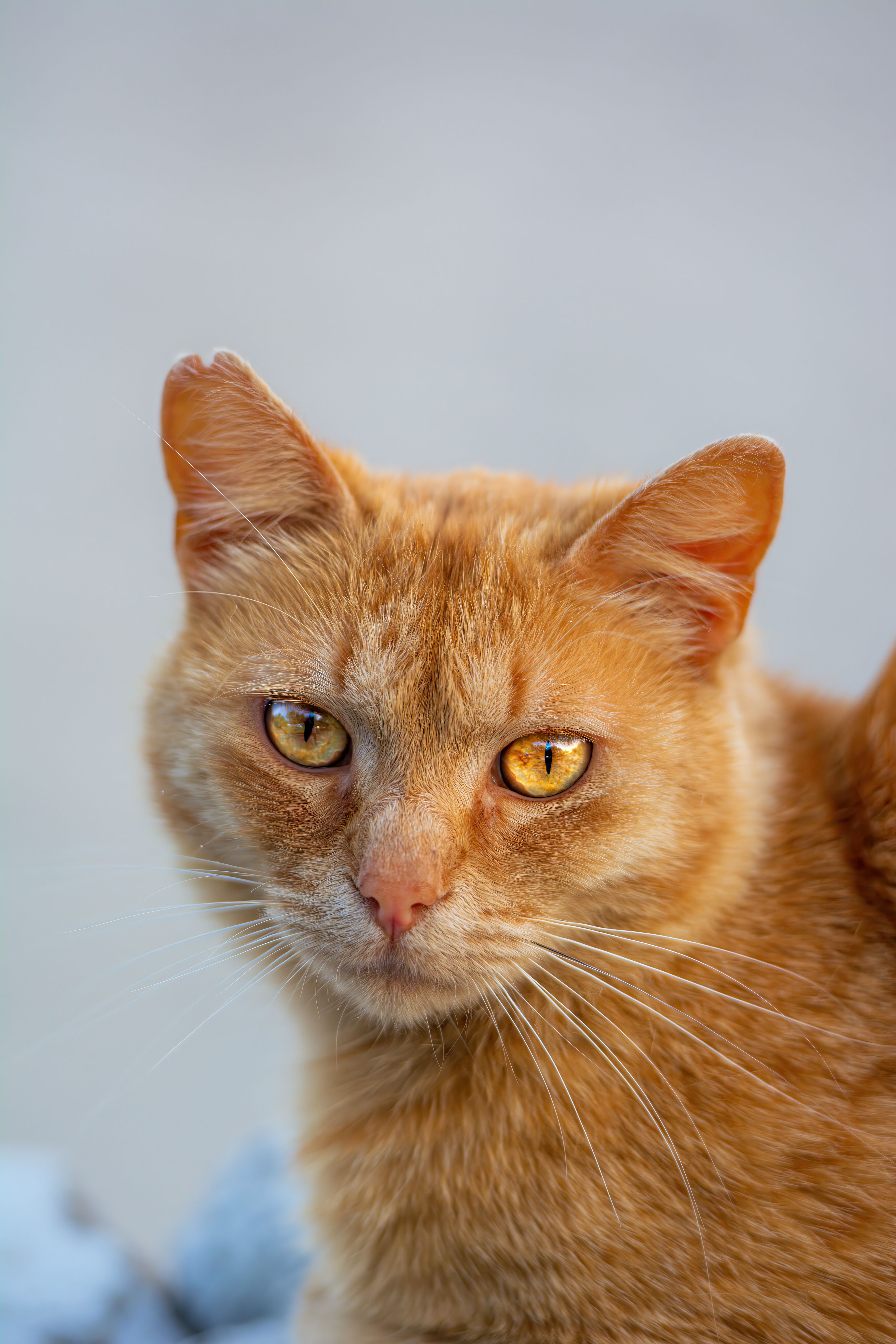 Foto profissional gratuita de 3x4, alerta, animal, animal de estimação ...