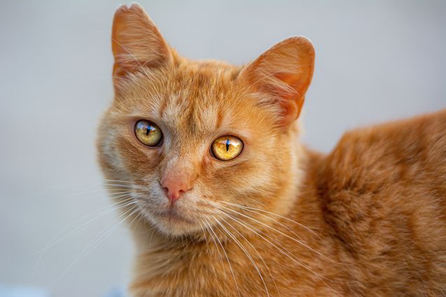 Natural Bobtail Dogs: Breeds, Genetics & Characteristics
