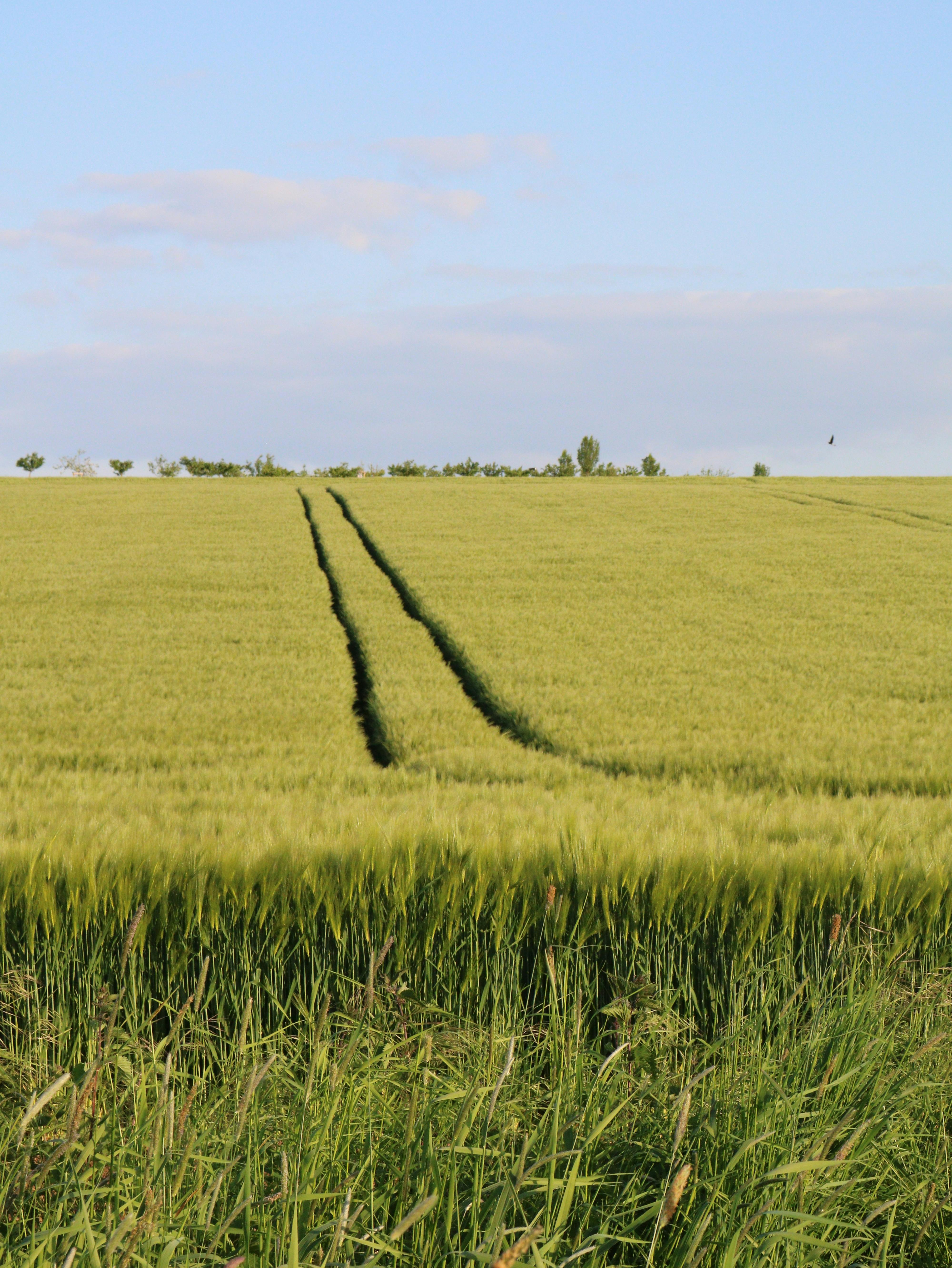Rice Field · Free Stock Photo