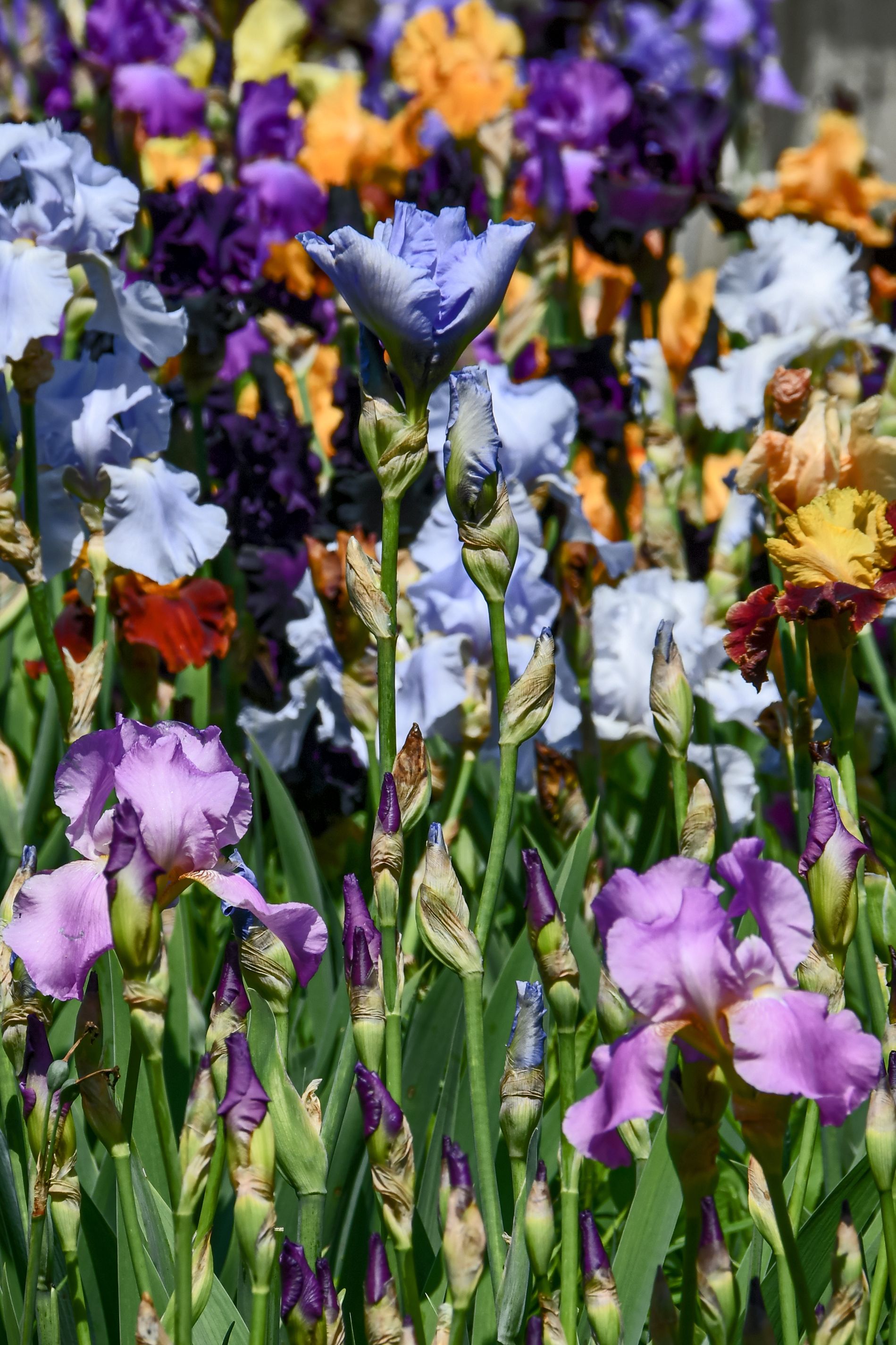 Colorful Flowers in Nature · Free Stock Photo