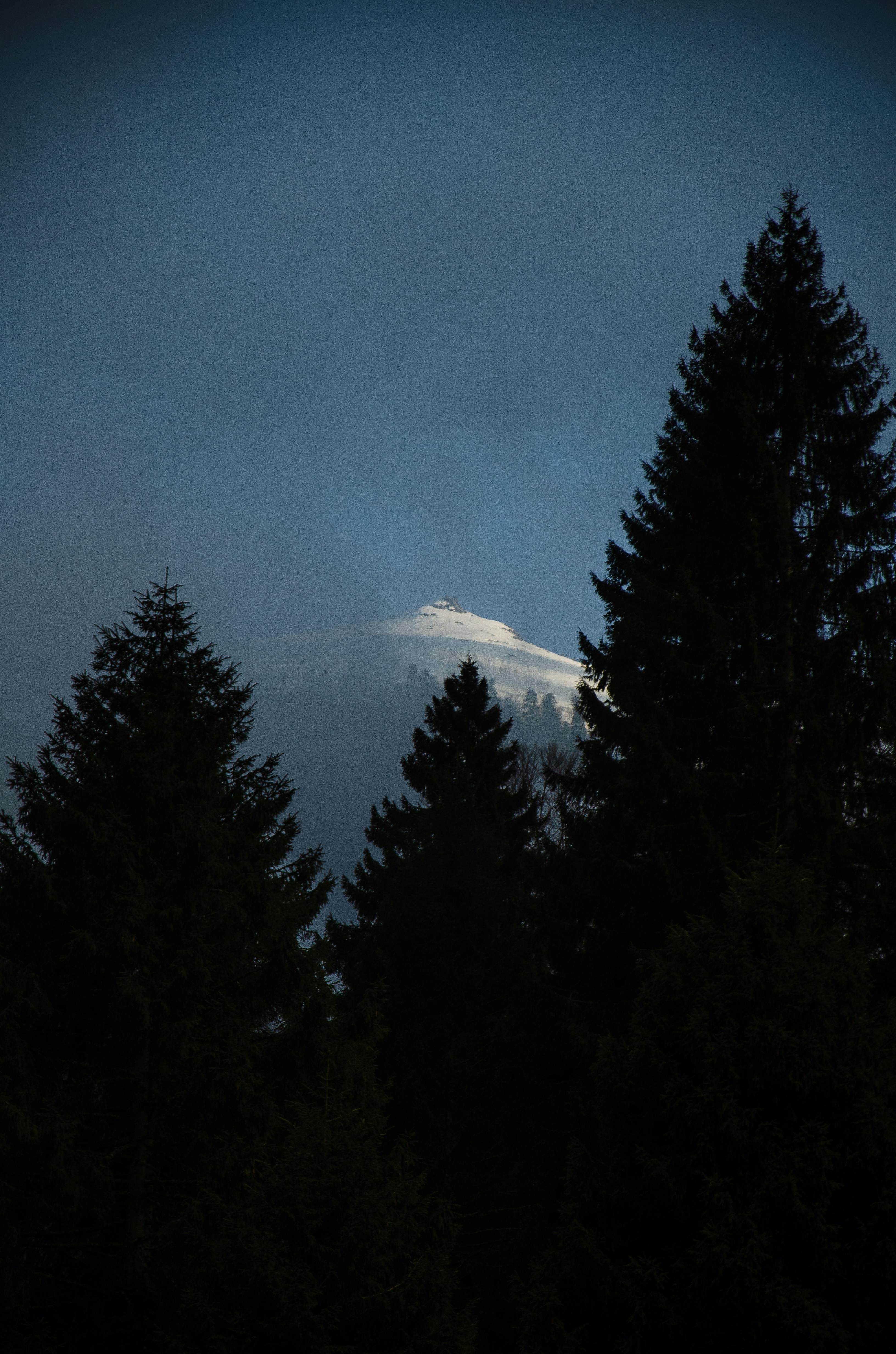 Photo Of Swing Under Tree · Free Stock Photo