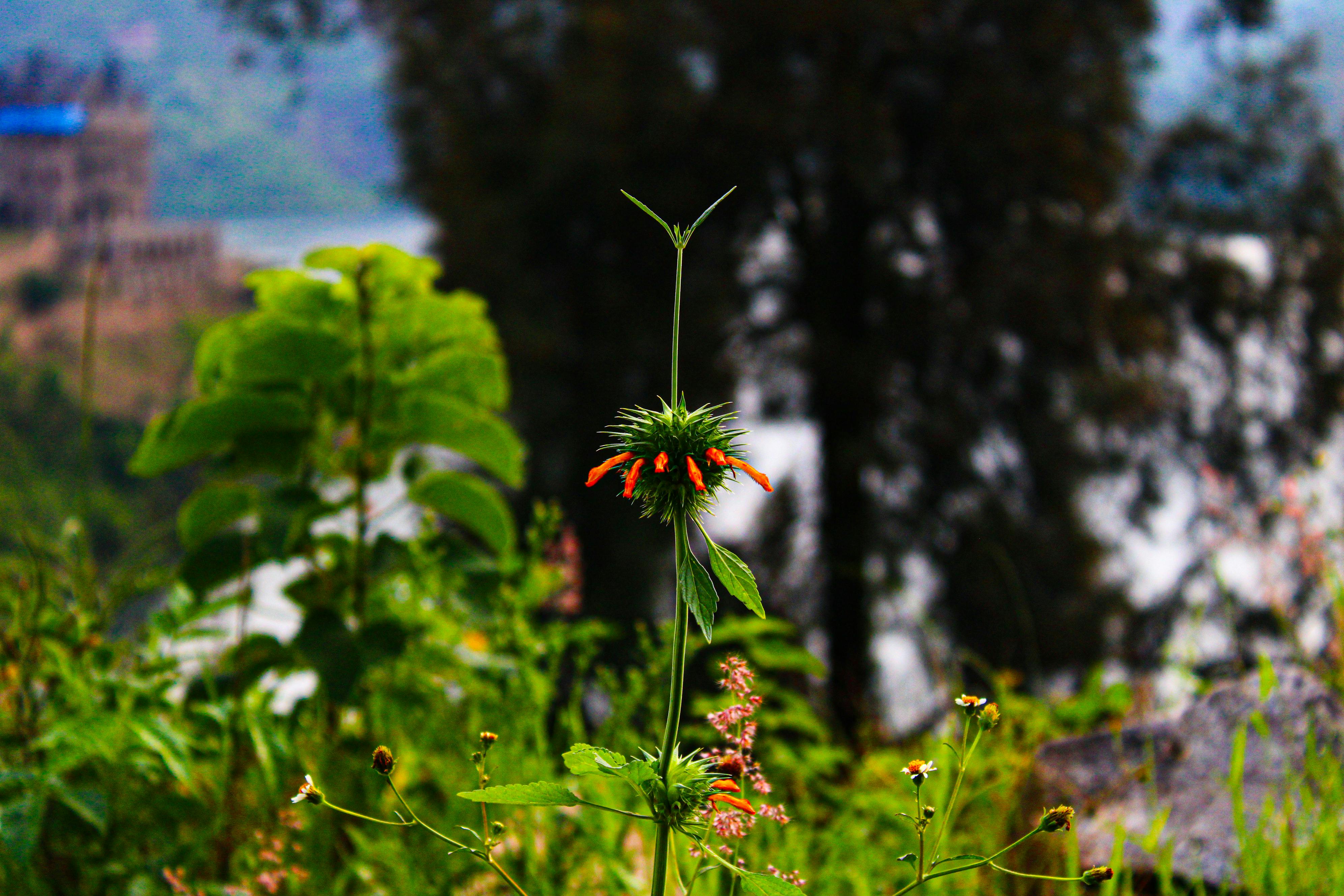 David Serge - 写真