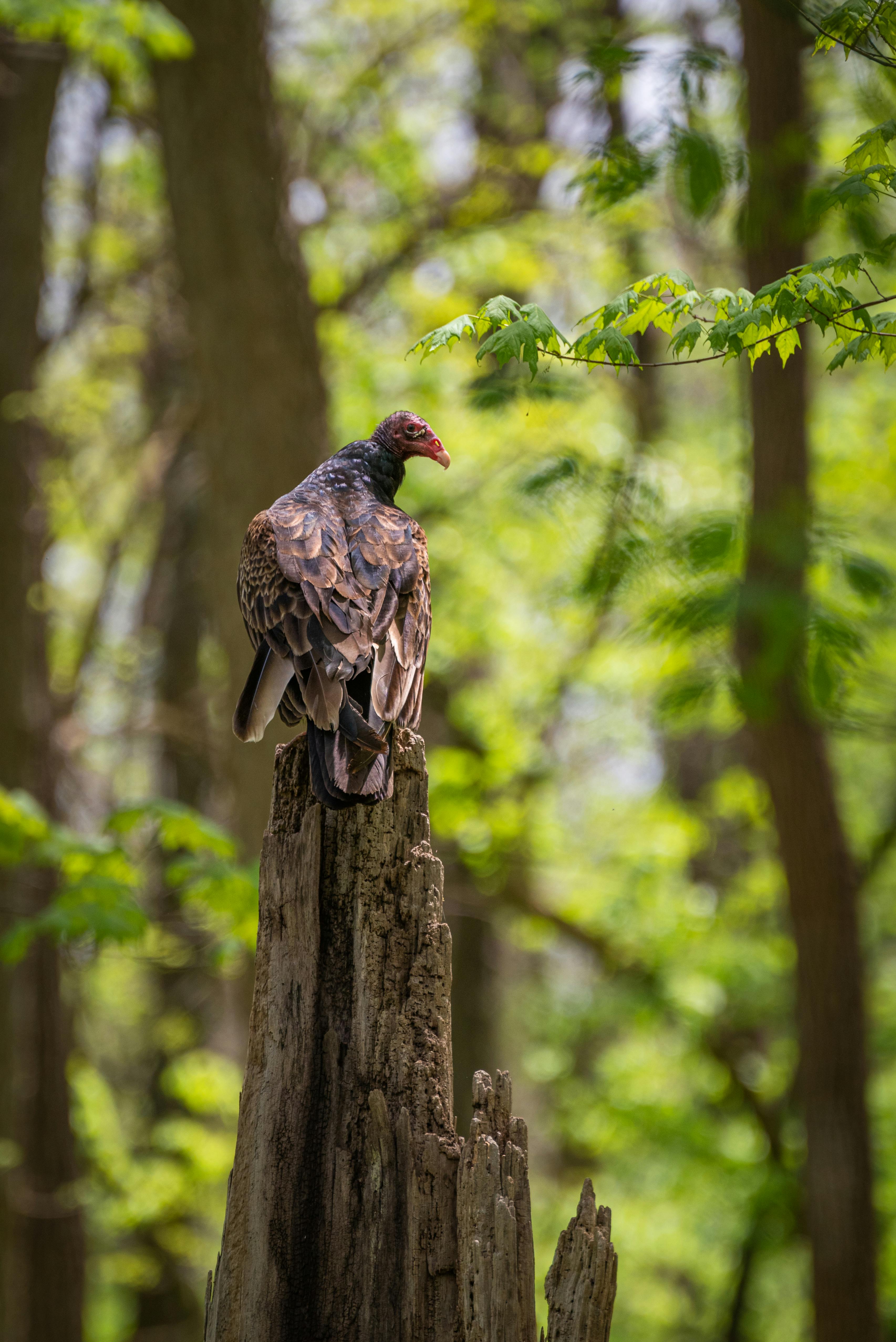 Close up of Predator Bird · Free Stock Photo