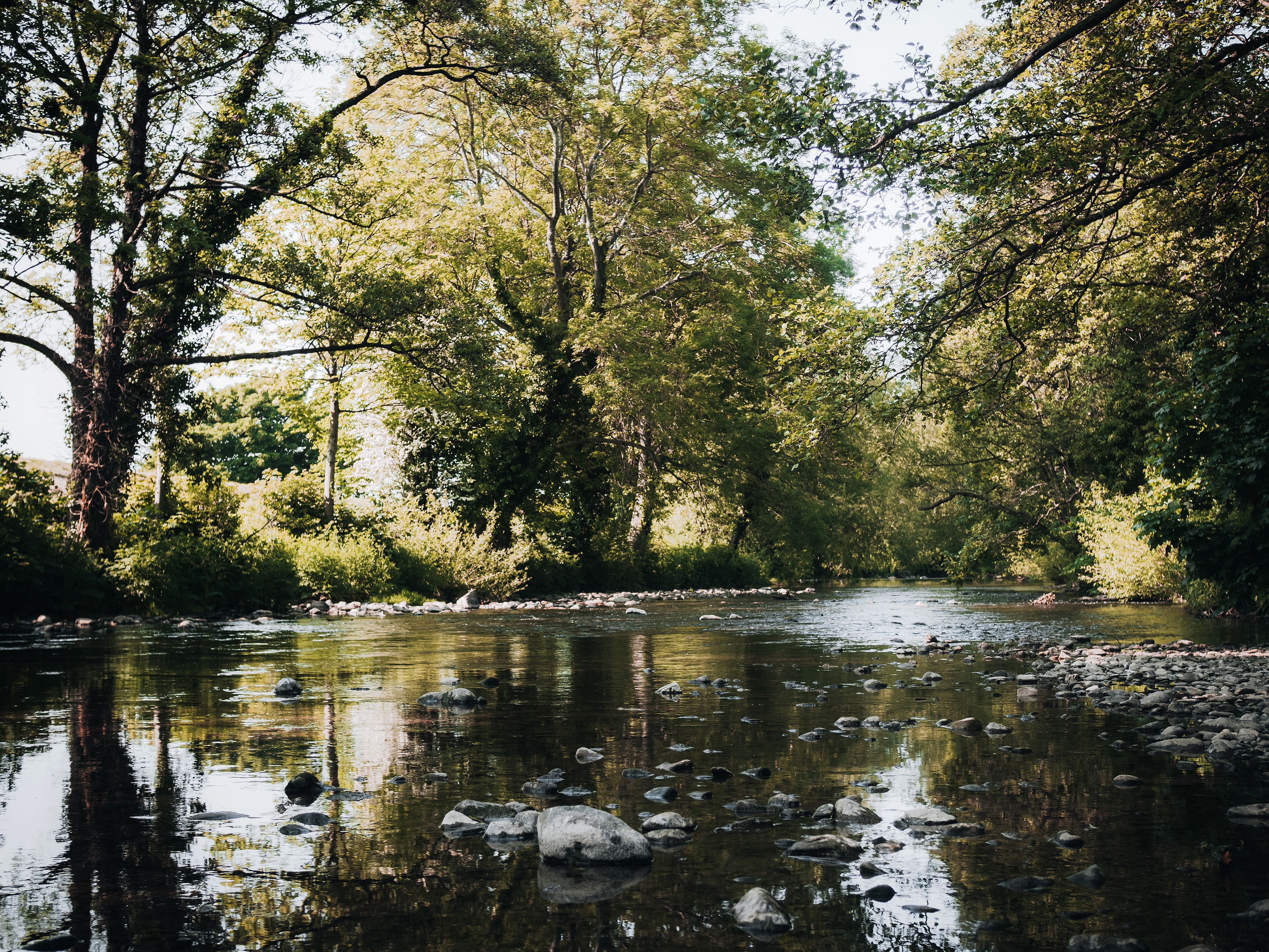 Scenic View of River with Trees on the Riverbanks · Free Stock Photo