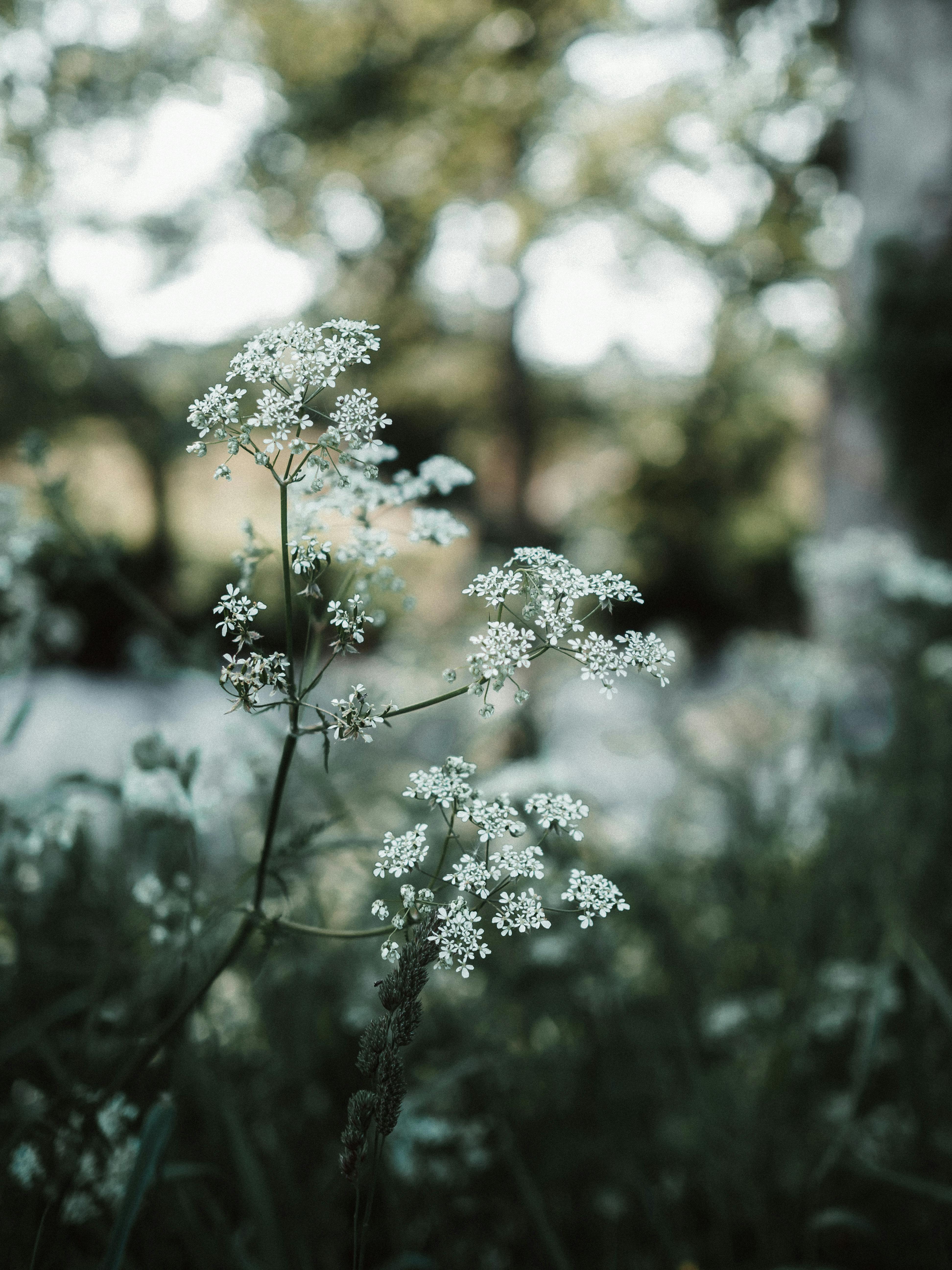 Mire Plant Photos, Download The BEST Free Mire Plant Stock Photos & HD ...