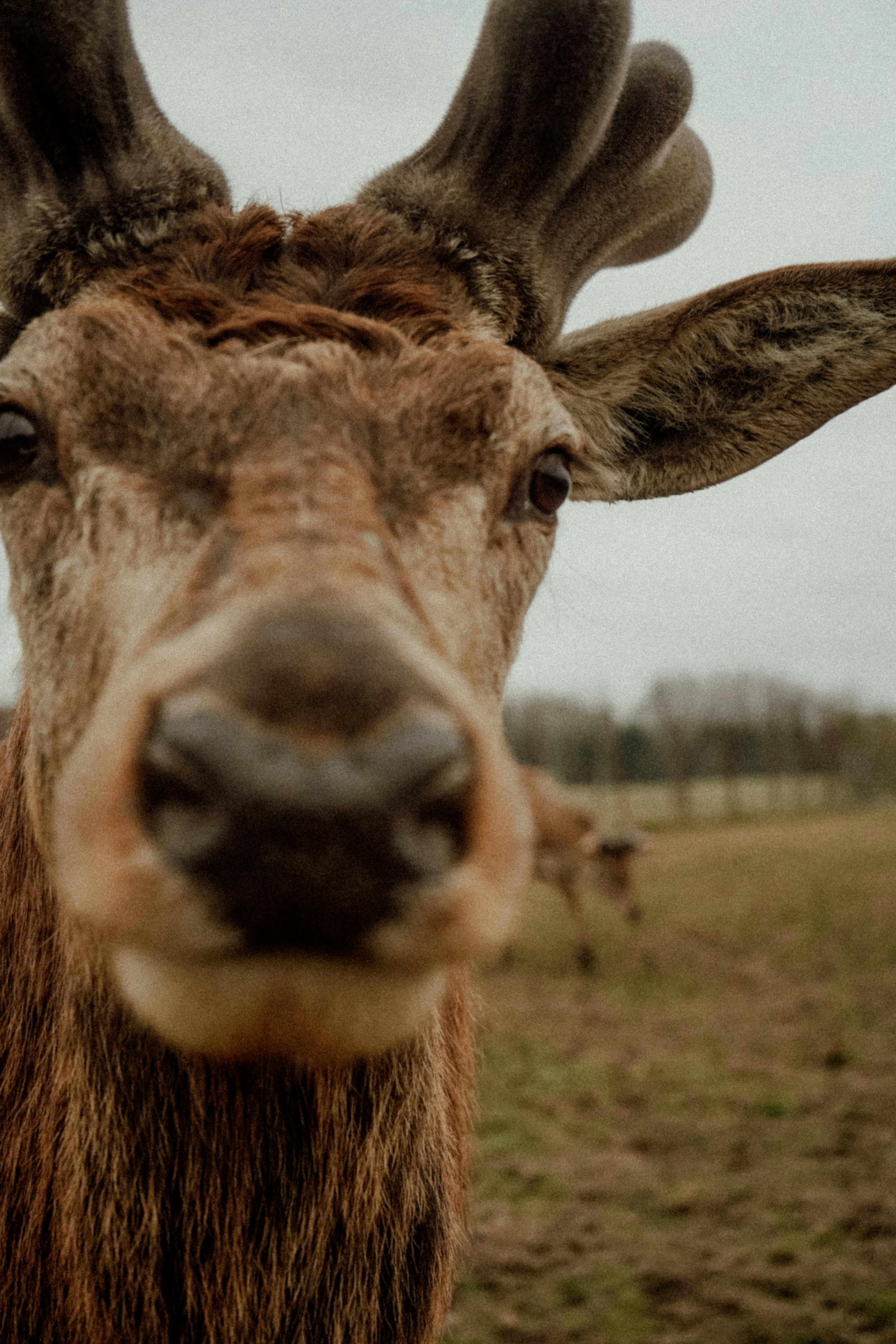 Close up of Buck Head · Free Stock Photo