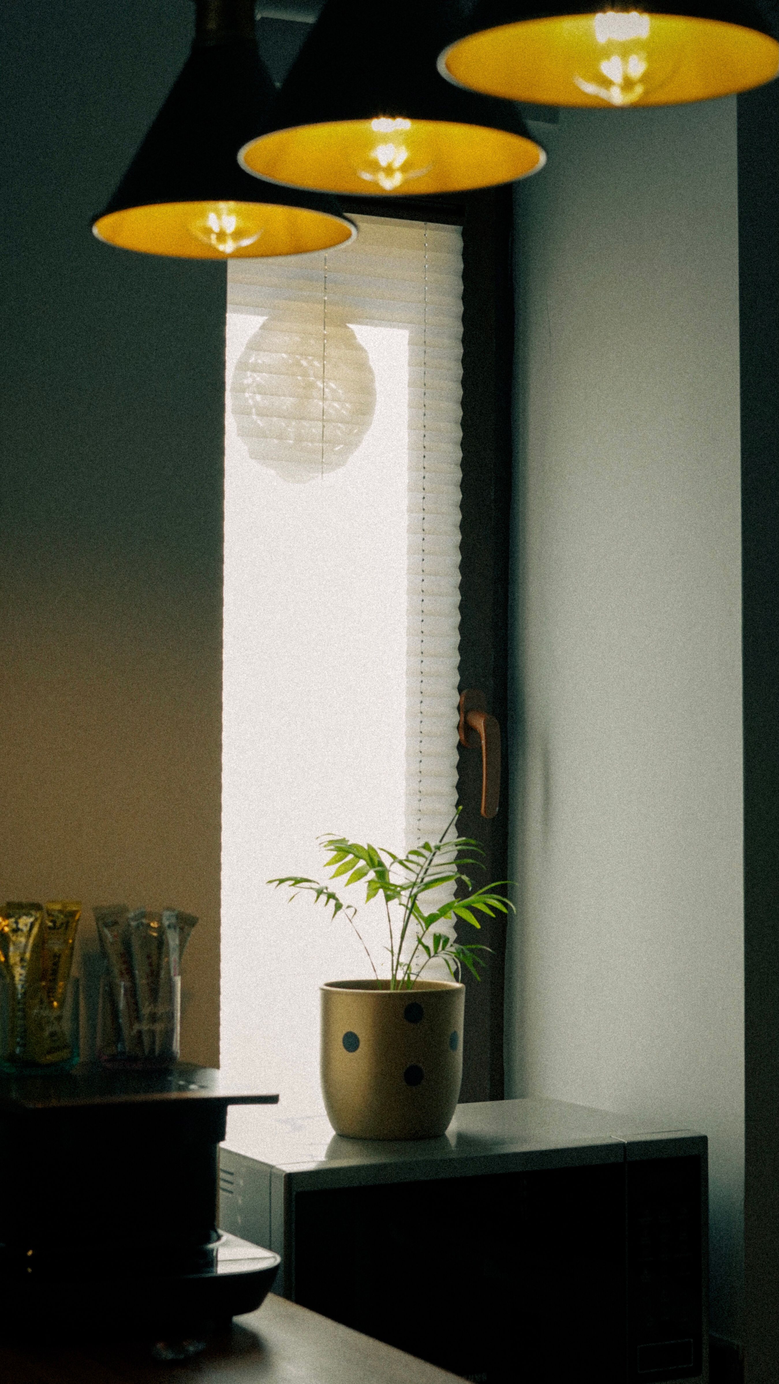Lamps over Plant in Room · Free Stock Photo