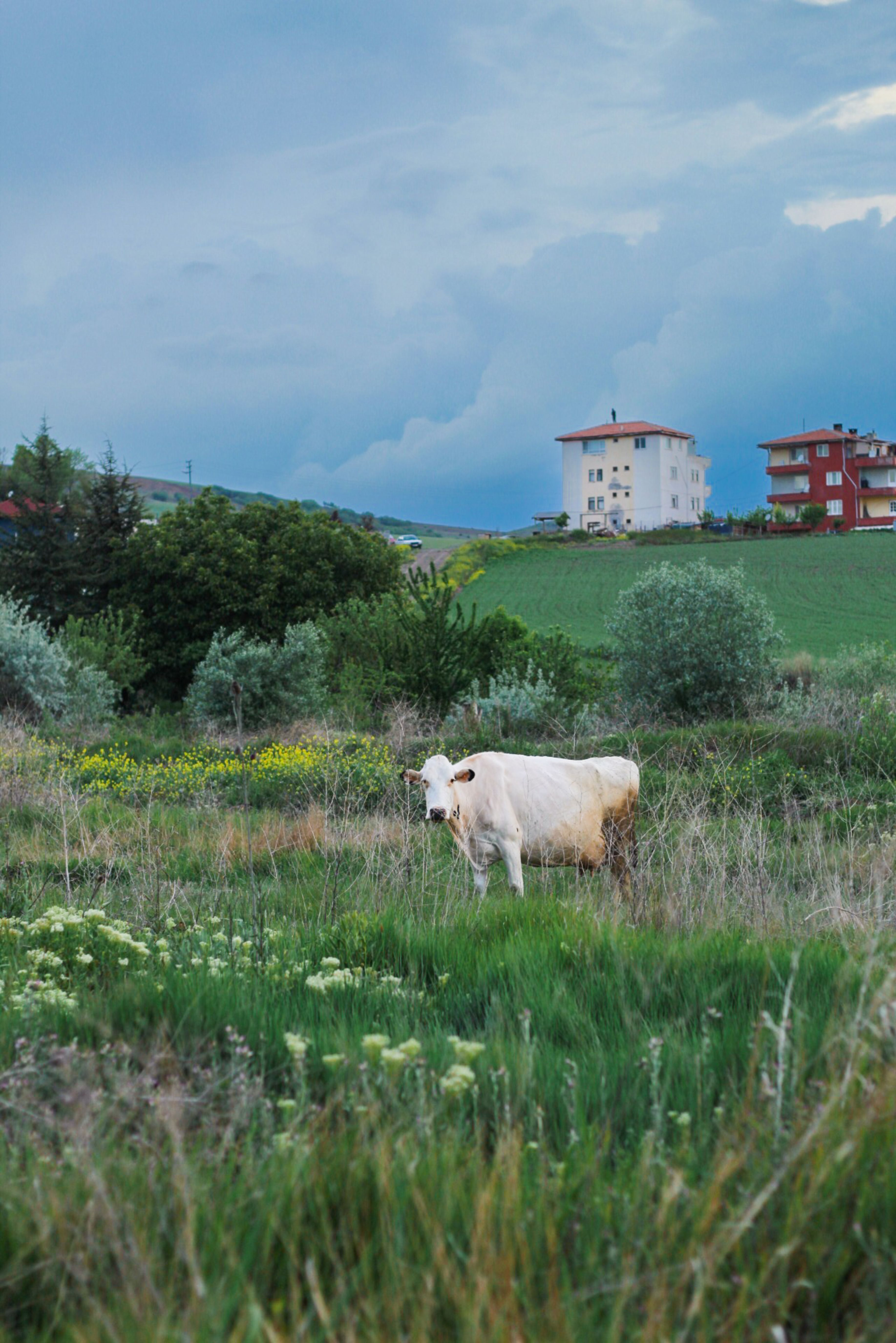 Cow Standing on a Hillside Pasture · Free Stock Photo