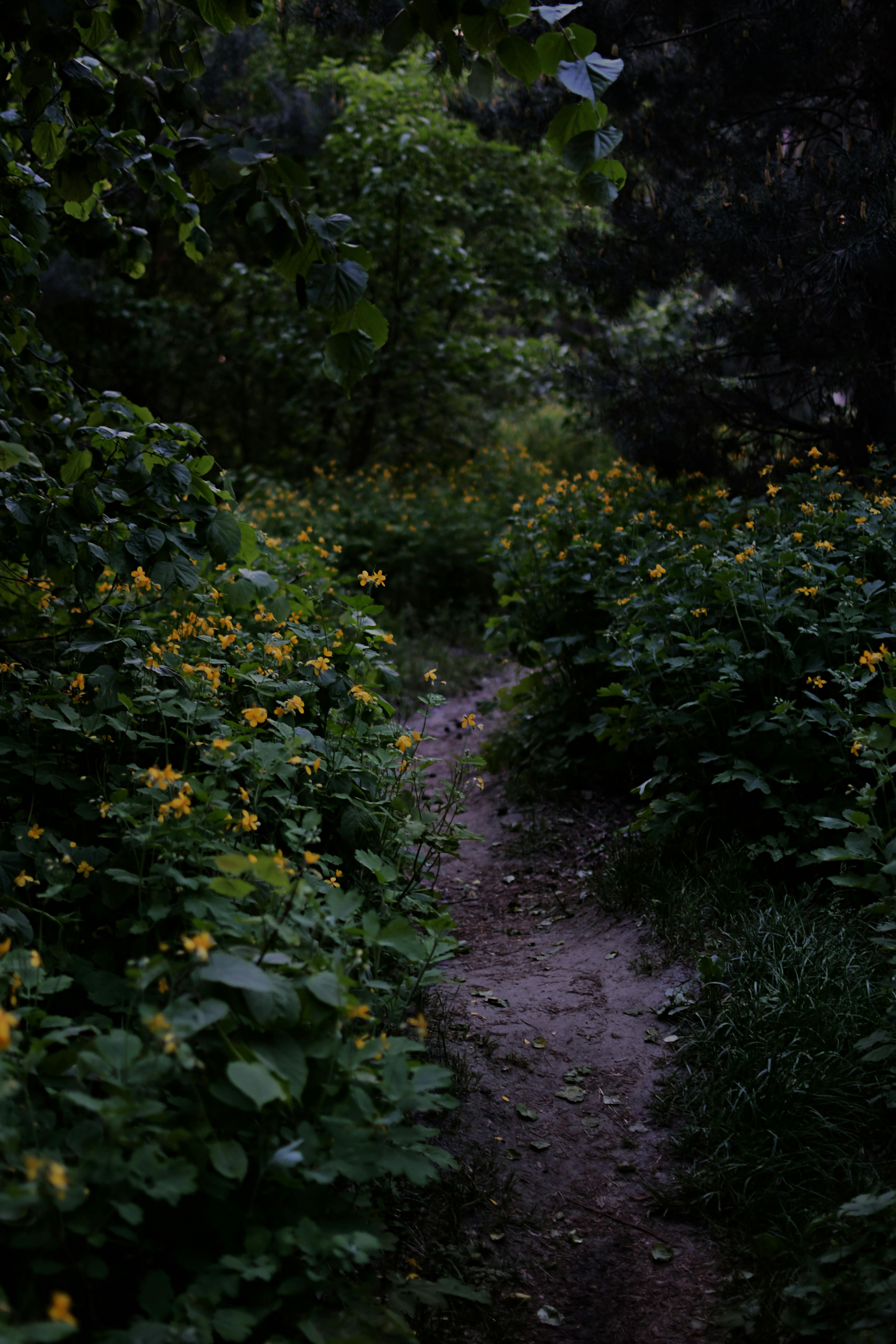 Efficient Path Photos, Download The BEST Free Efficient Path Stock ...