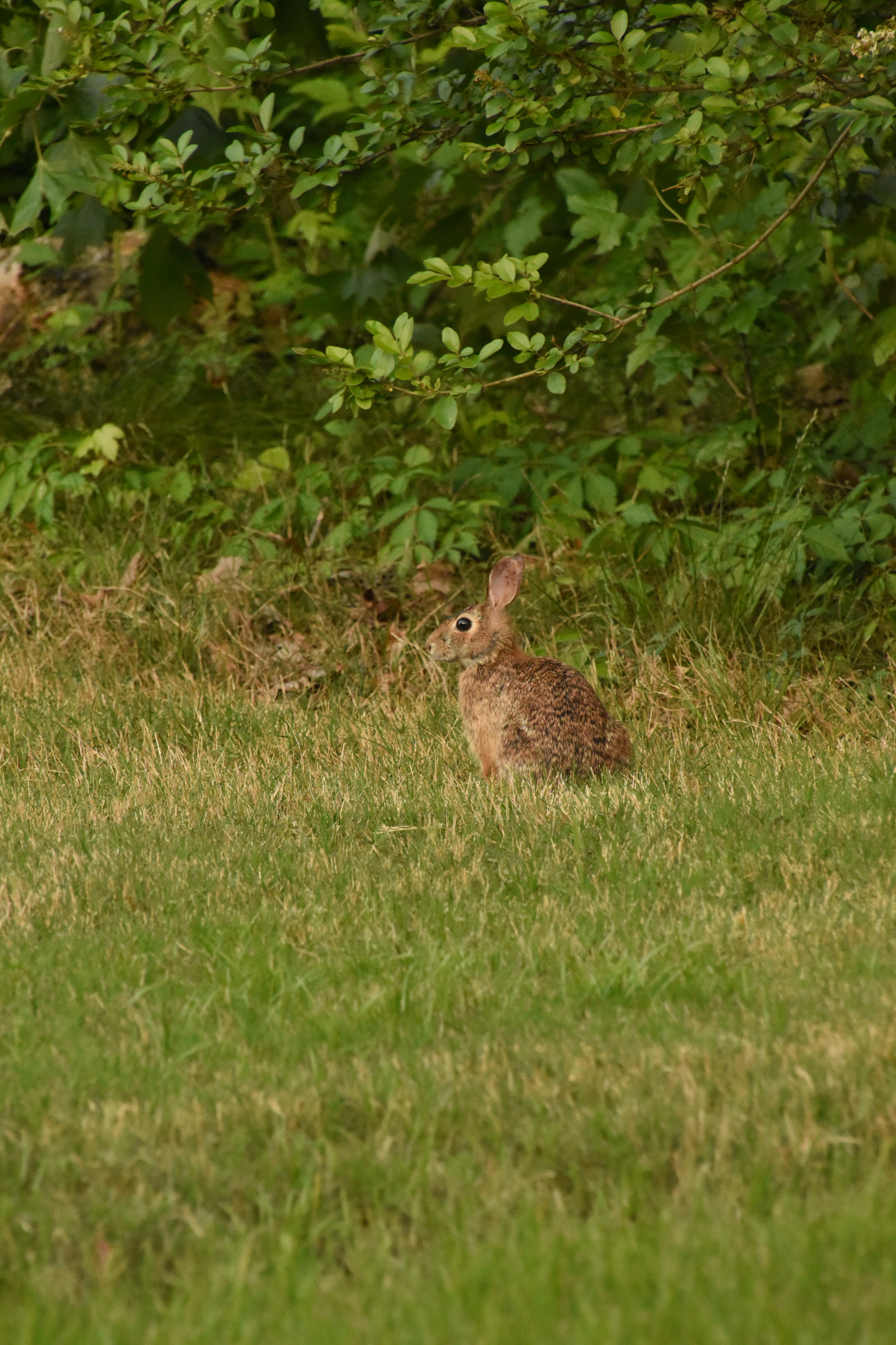 Close-up of a Rabbit in the Meadow · Free Stock Photo