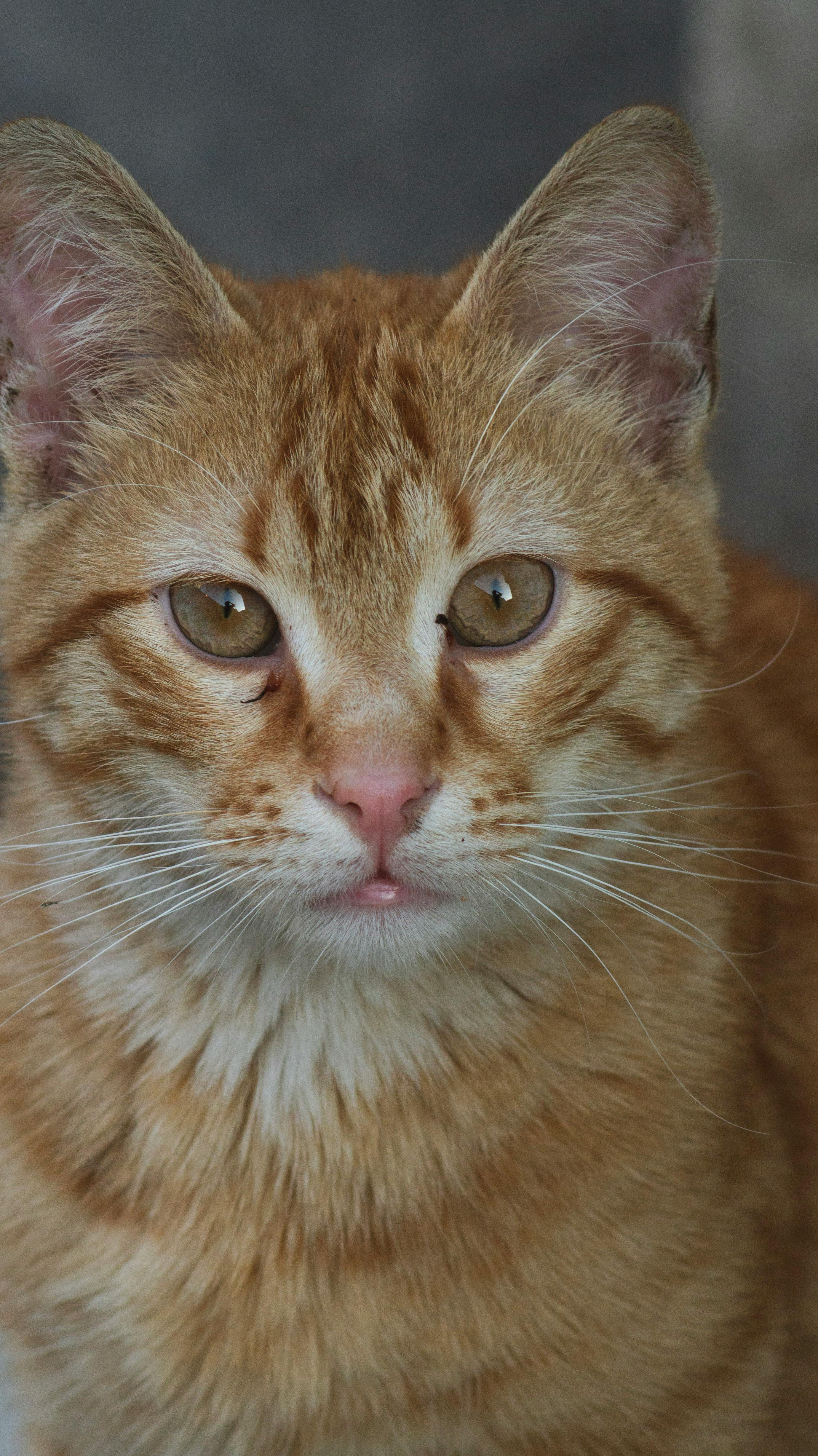 Cat and Dog Together · Free Stock Photo