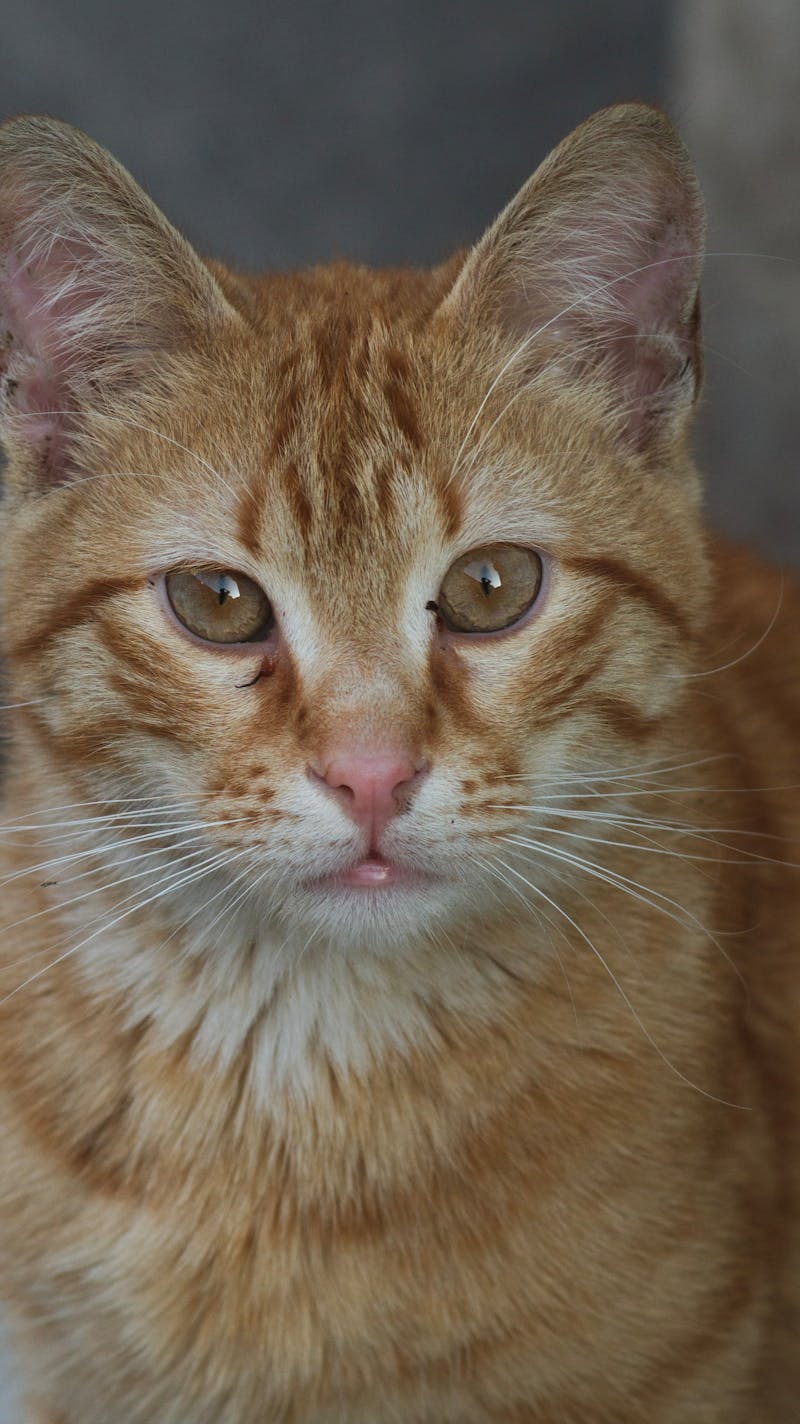 Cat Adoption Photos, Download The BEST Free Cat Adoption Stock Photos ...