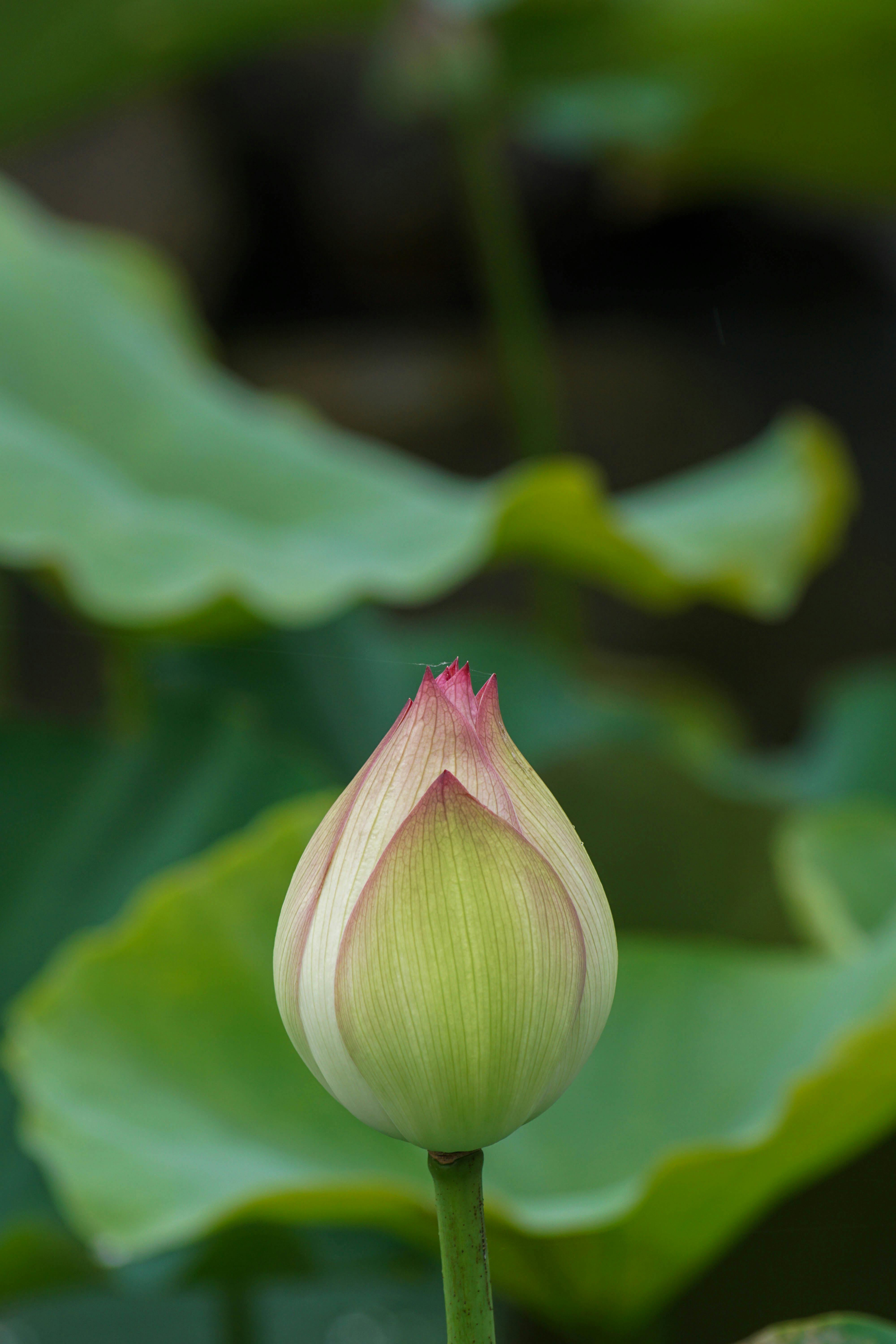 White Lotus Flower on Water · Free Stock Photo