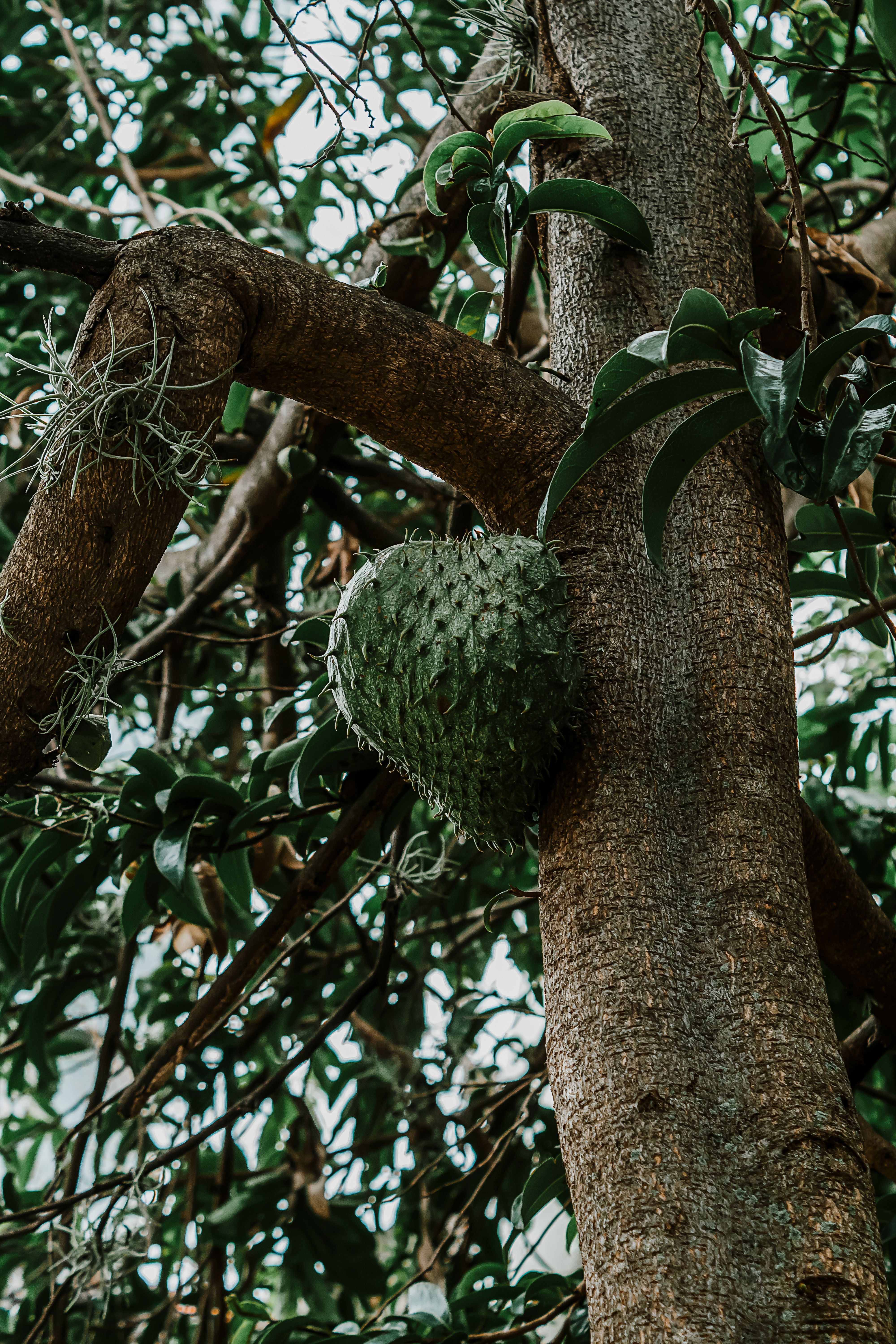 Soursop Green Fruit on Tree · Free Stock Photo