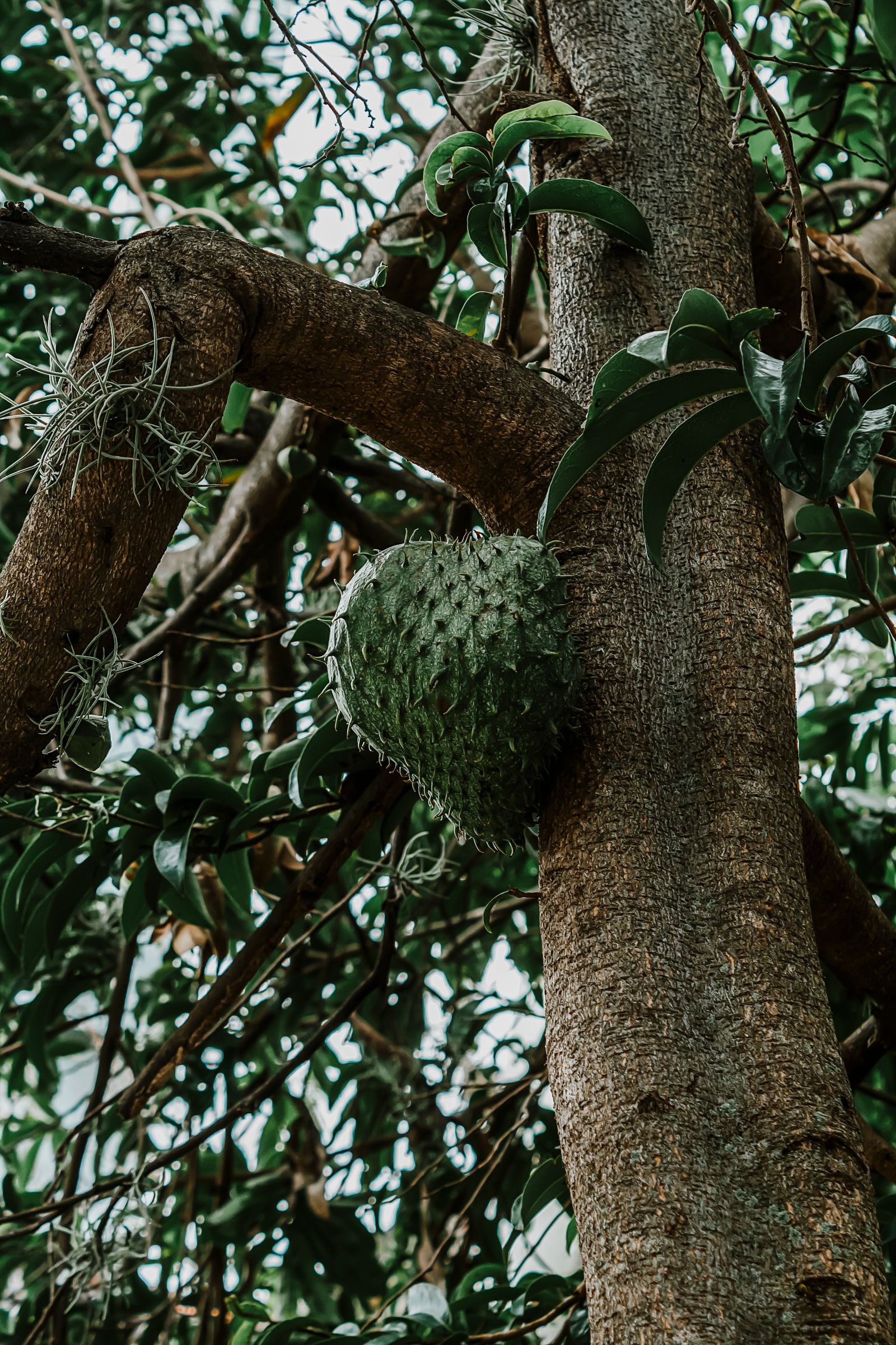 Soursop Photos, Download The BEST Free Soursop Stock Photos & HD Images