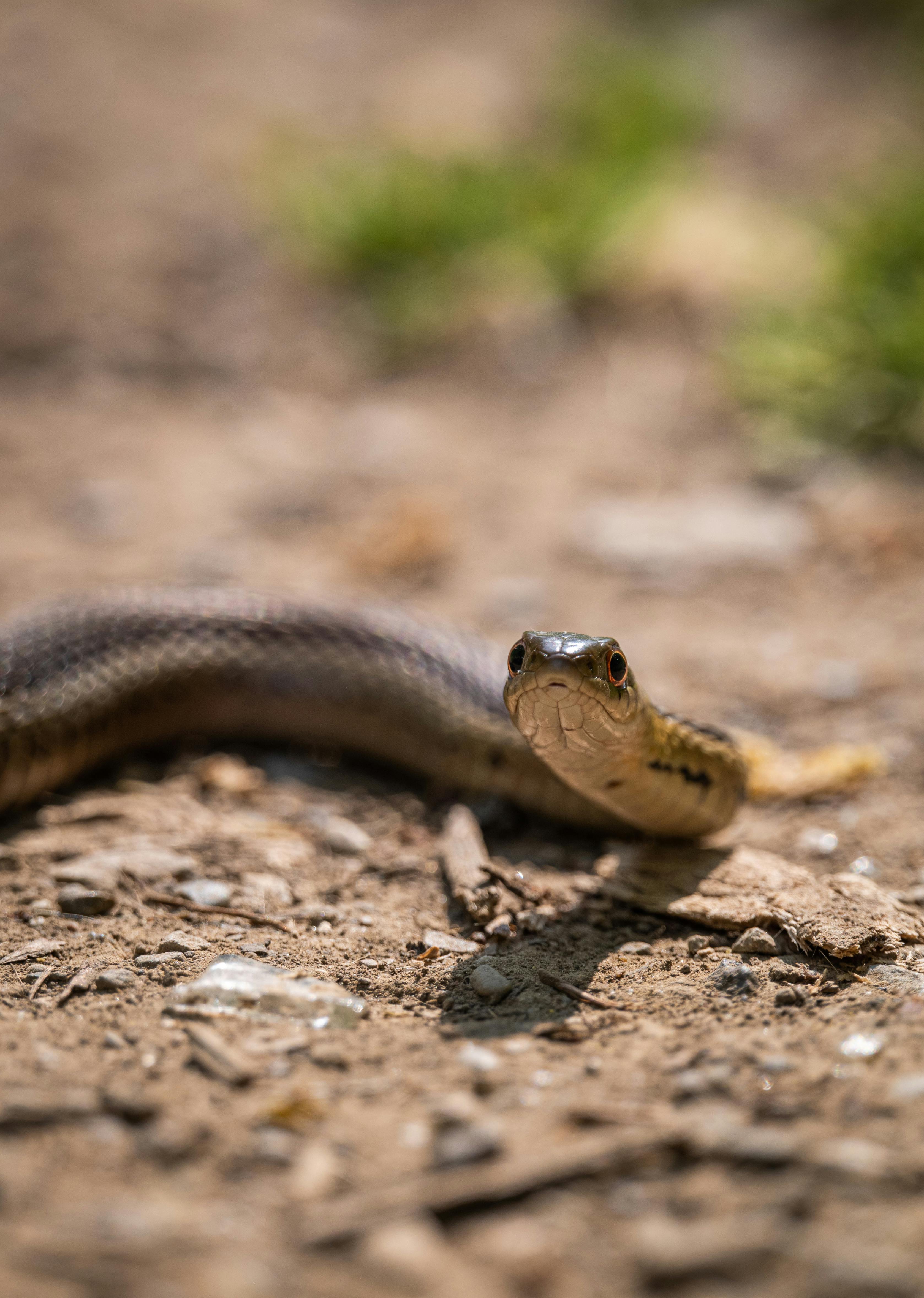 Snake with Yellow Spots on Neck · Free Stock Photo