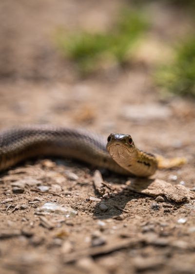Snake Face Photos, Download The BEST Free Snake Face Stock Photos & HD ...