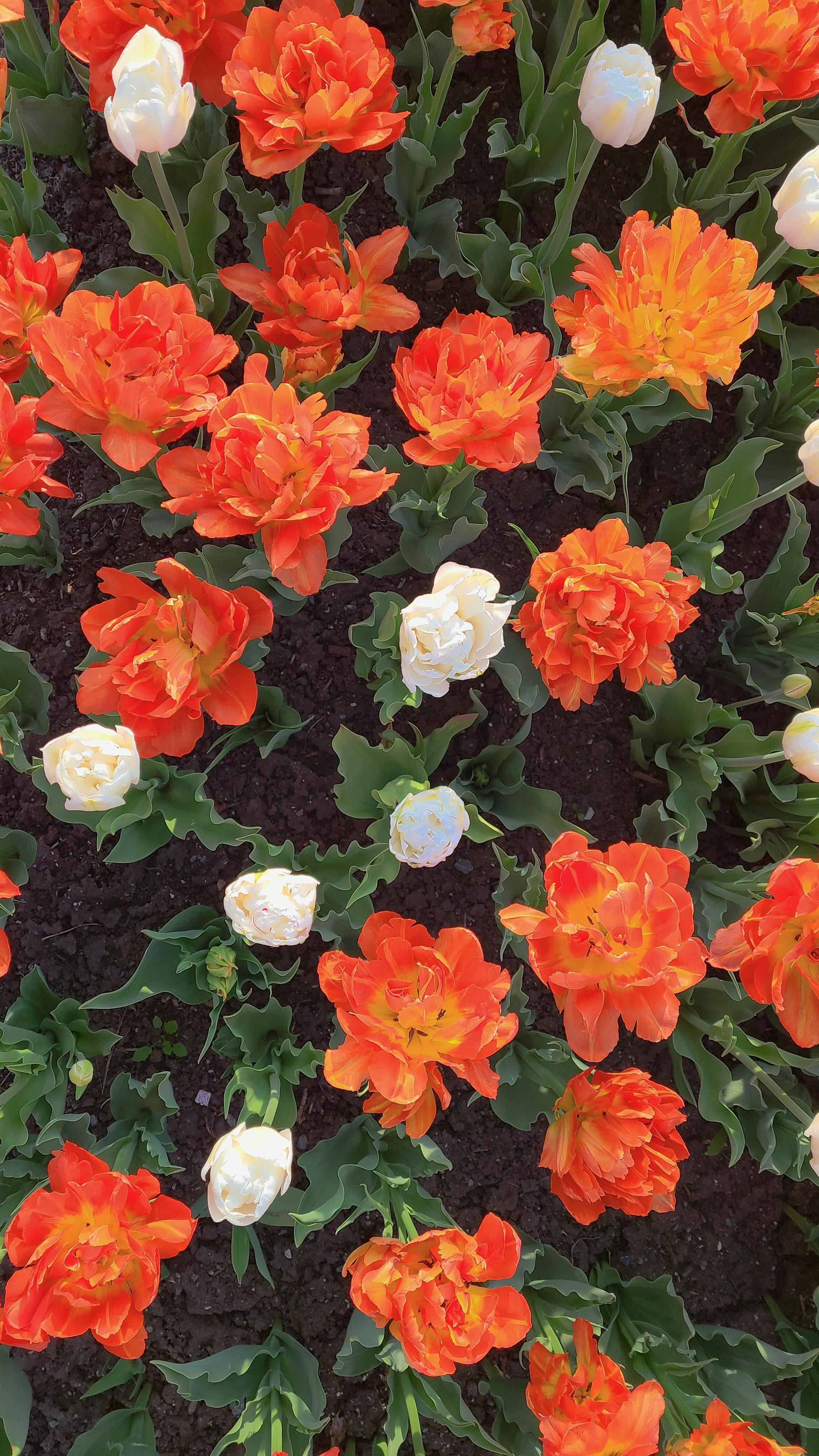 Sim Sam - การถ่ายภาพ