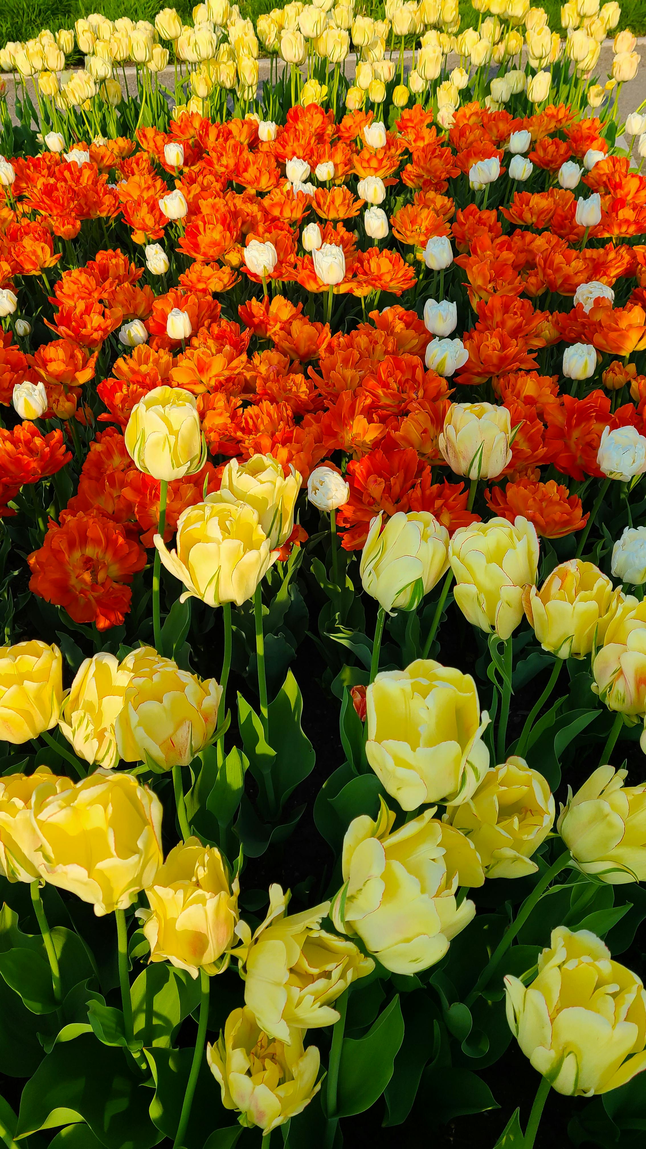 Sim Sam - การถ่ายภาพ