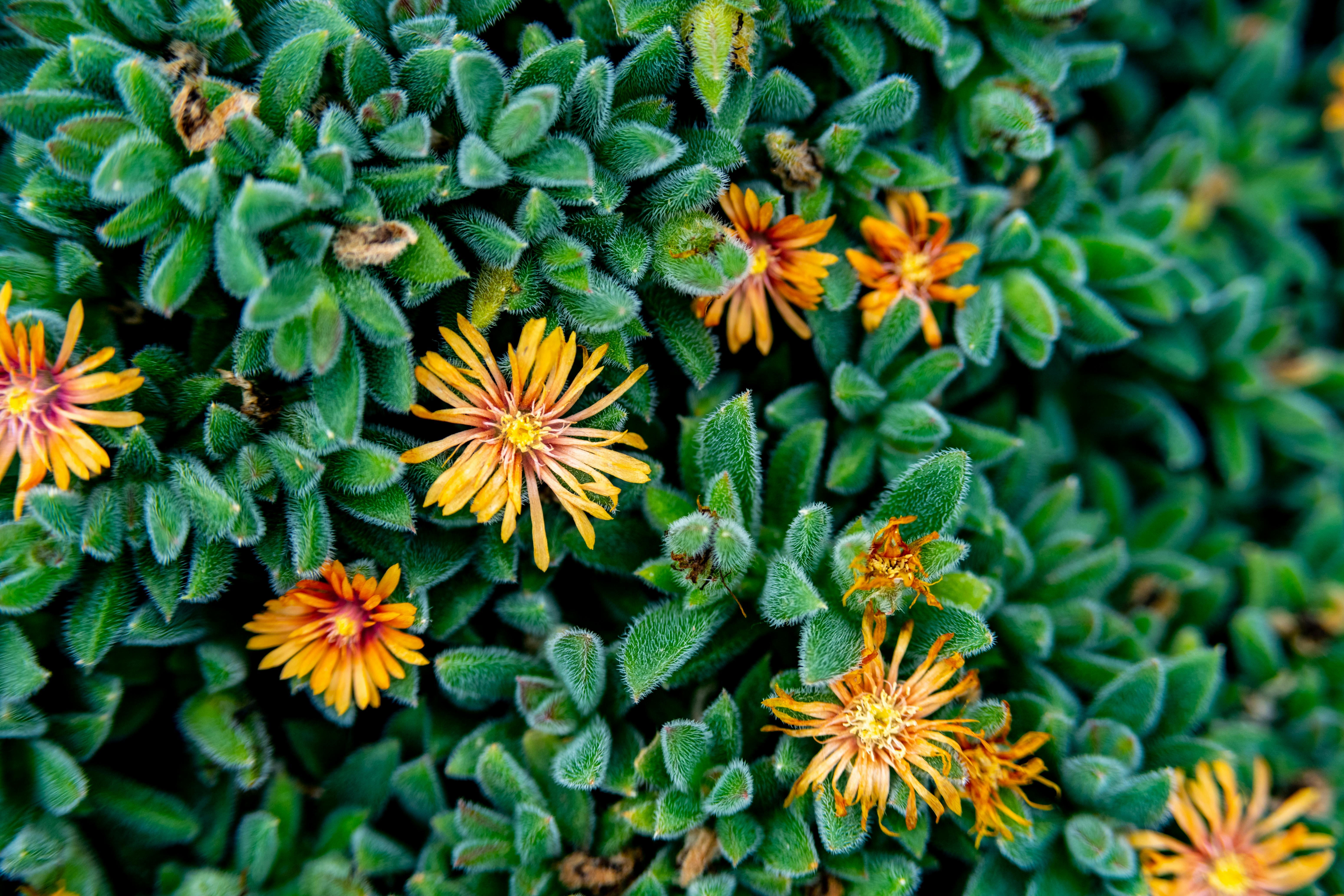 Flowers 2000s Wallpaper Photos, Download The BEST Free Flowers 2000s ...