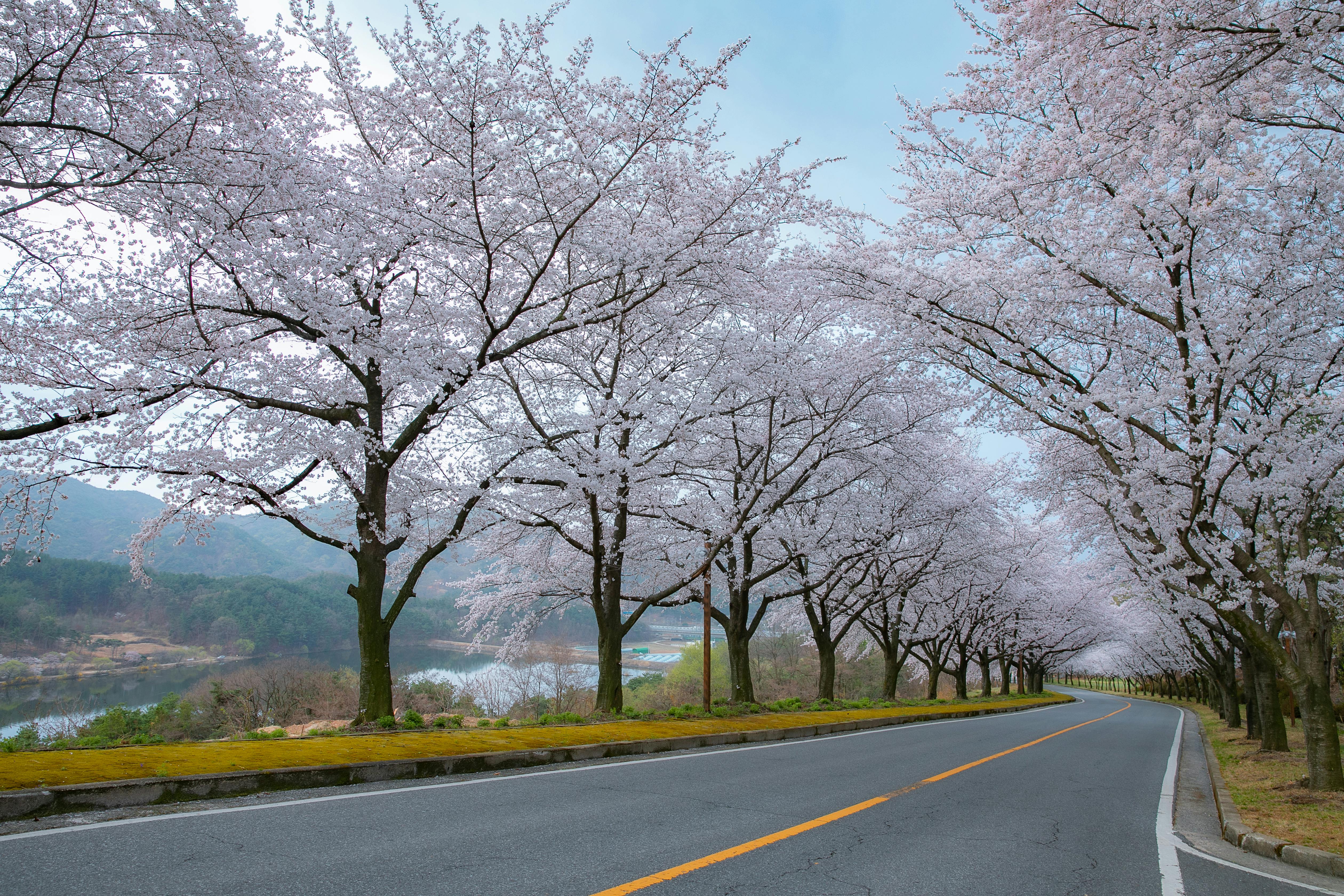 An Asphalt Road between Cherry Blossom Trees · Free Stock Photo